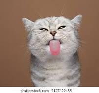 I'm going to clean you blep | Scrolller