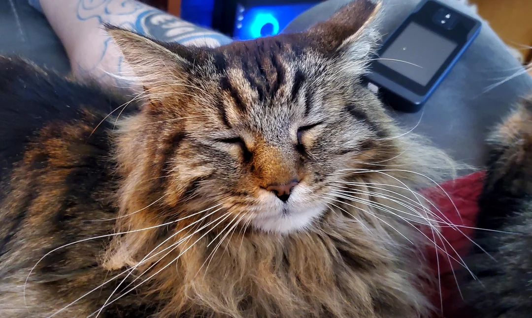 Babu is in full "Give me cuddles" mode. | Scrolller