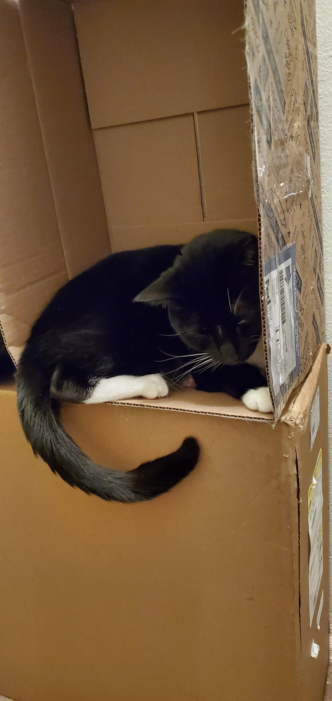 Our (sleepy) tuxie also fell victim to the Cat Trap!!! | Scrolller