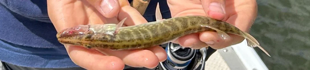 Caught a bunch of these little pike or pickerel looking fish, not the best picture but any ...