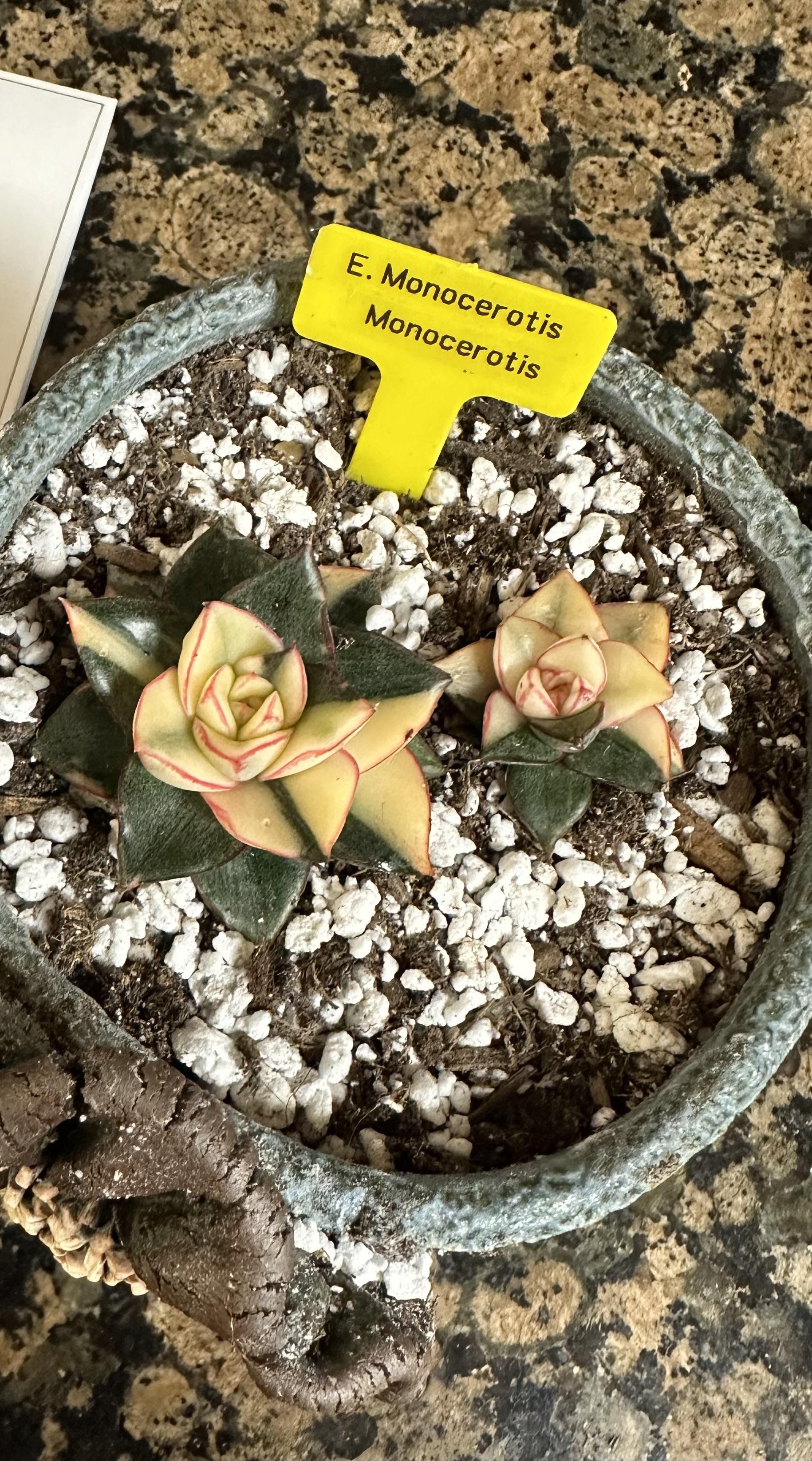 Amazing Variegation Patterns | Scrolller