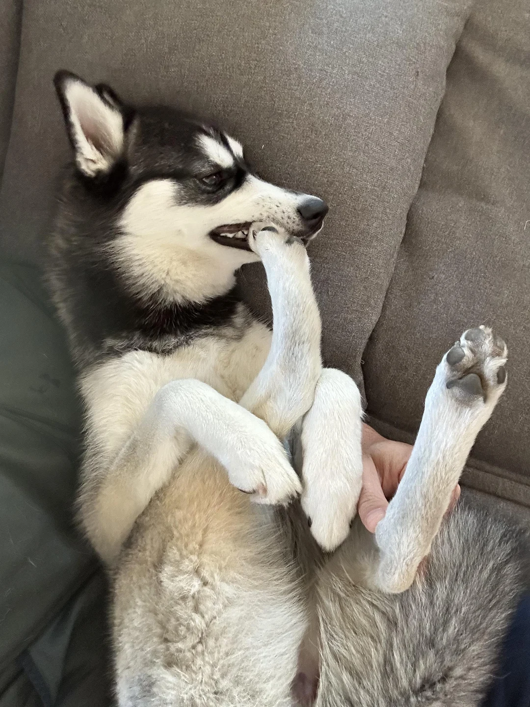 Husky being husky | Scrolller