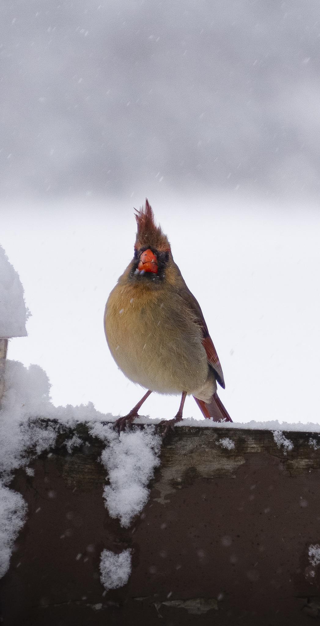 Female cardinal | Scrolller