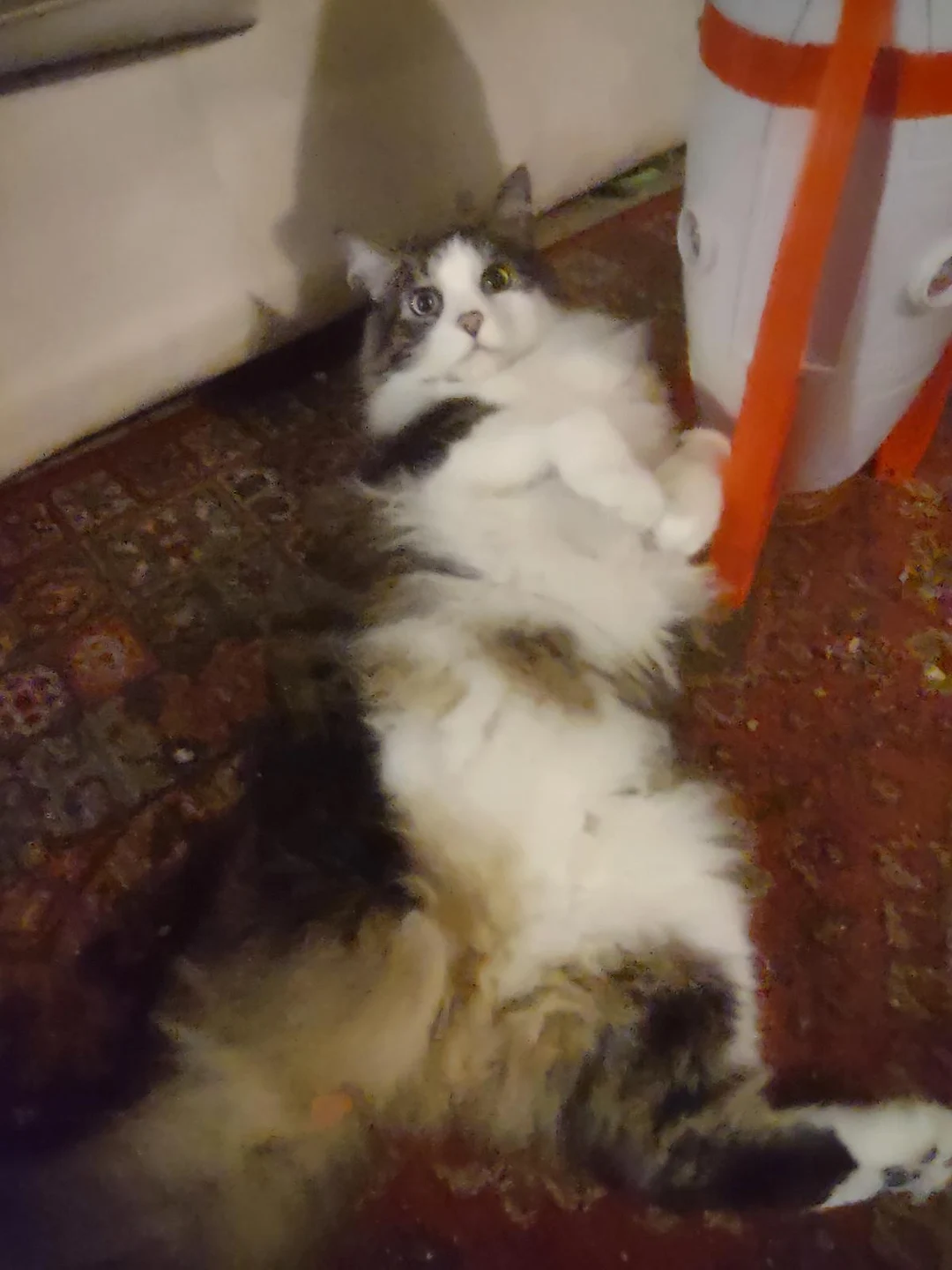 My floofy cat with only three legs | Scrolller