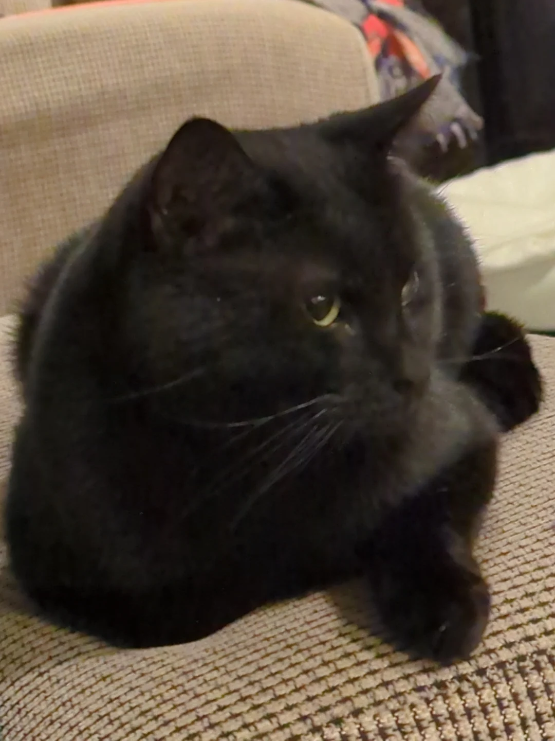 My favorite burnt loaf | Scrolller