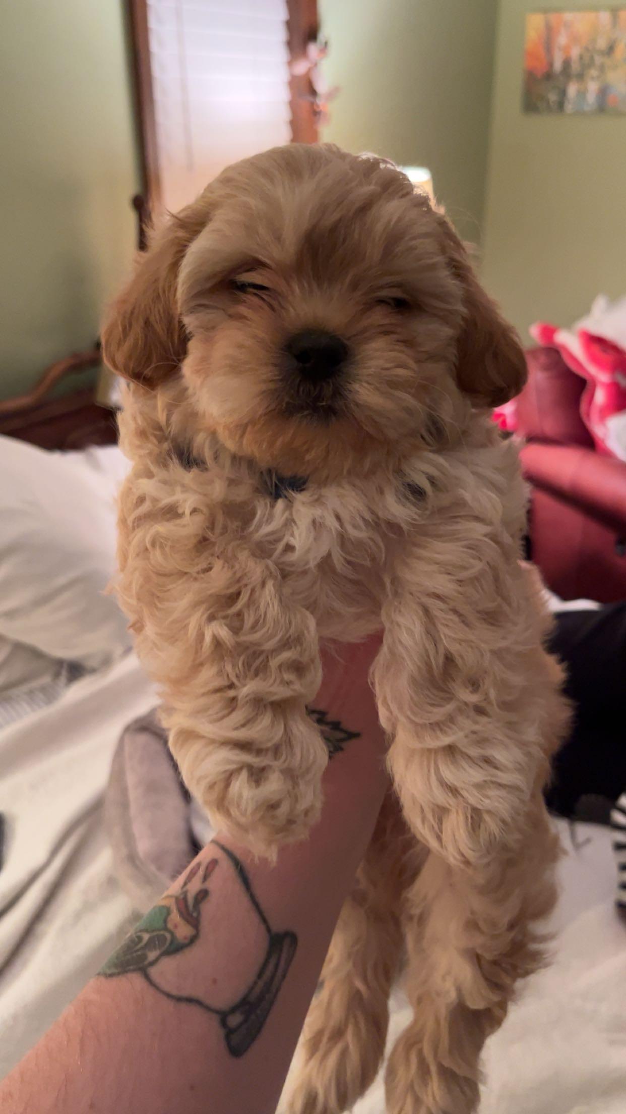 Sisters new shih tzu | Scrolller