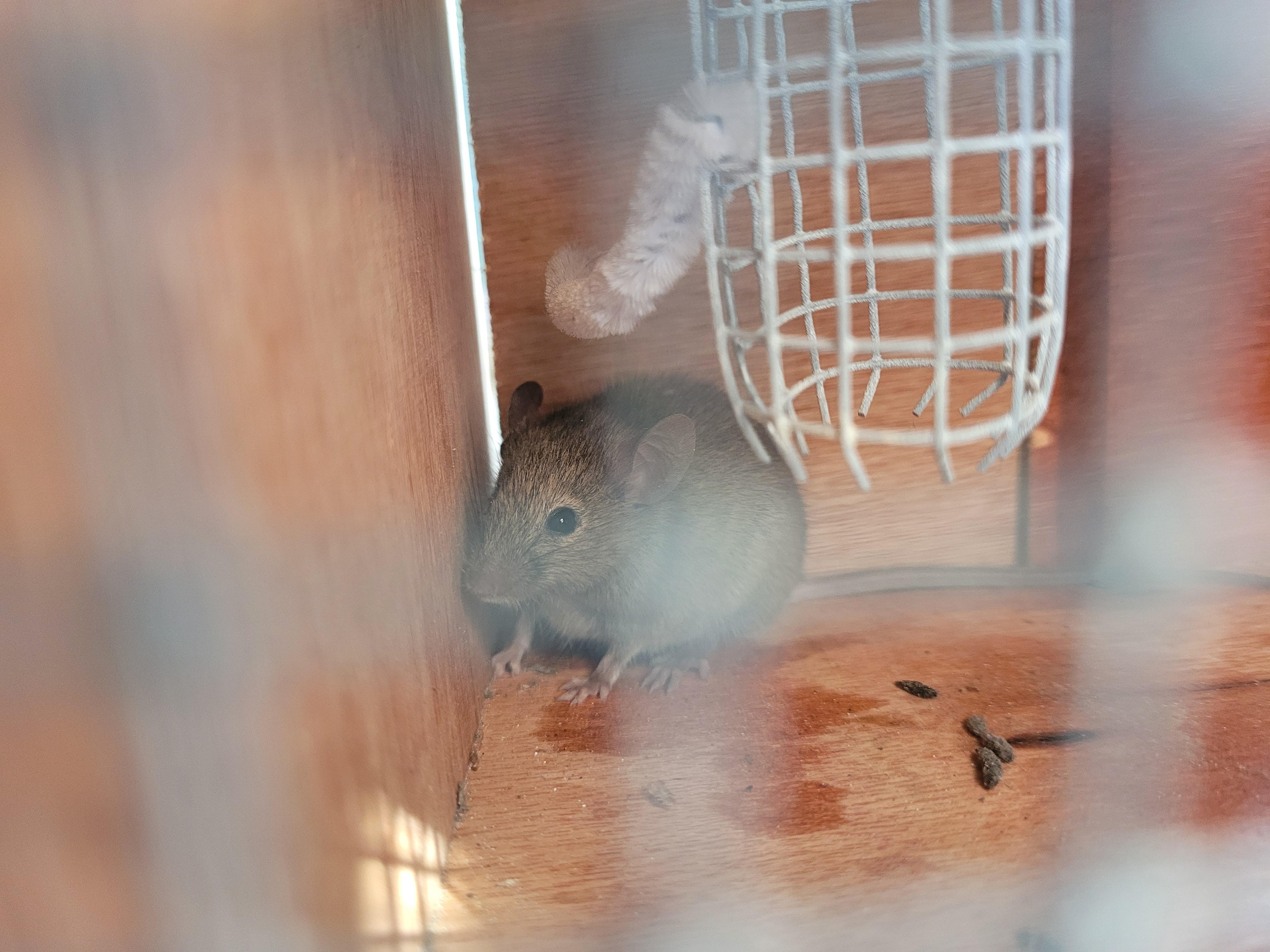 Little visitor | Scrolller