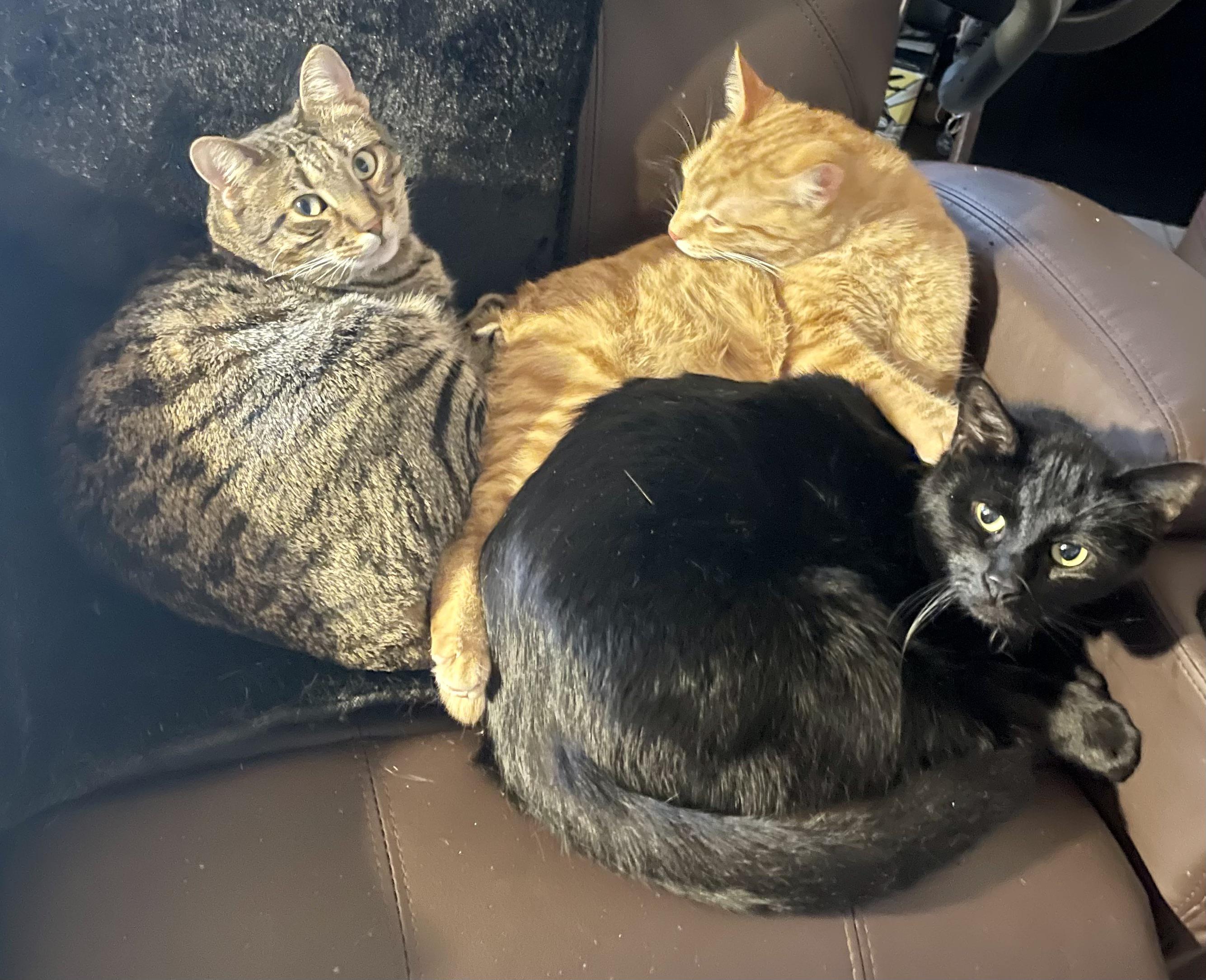 The best pic of my cats | Scrolller