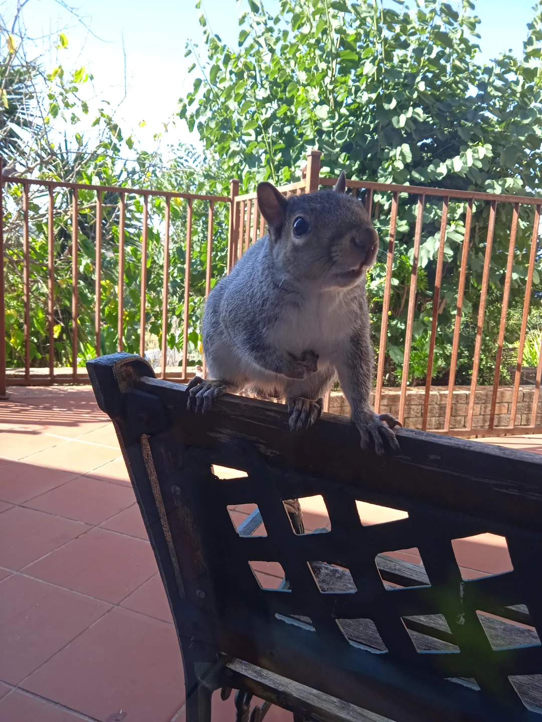 Please human, just one more peanut! | Scrolller