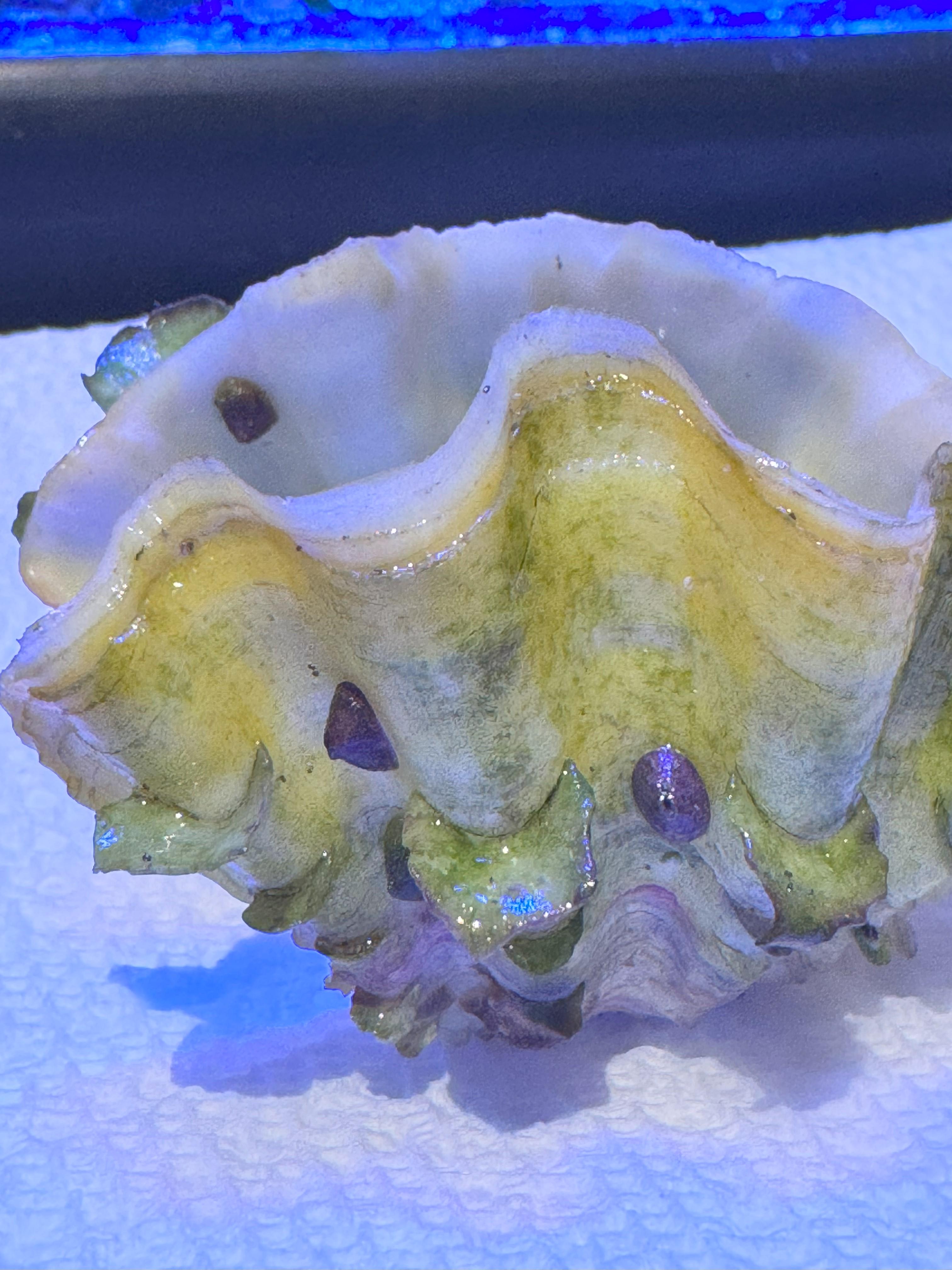 Are these pyramid snails? | Scrolller