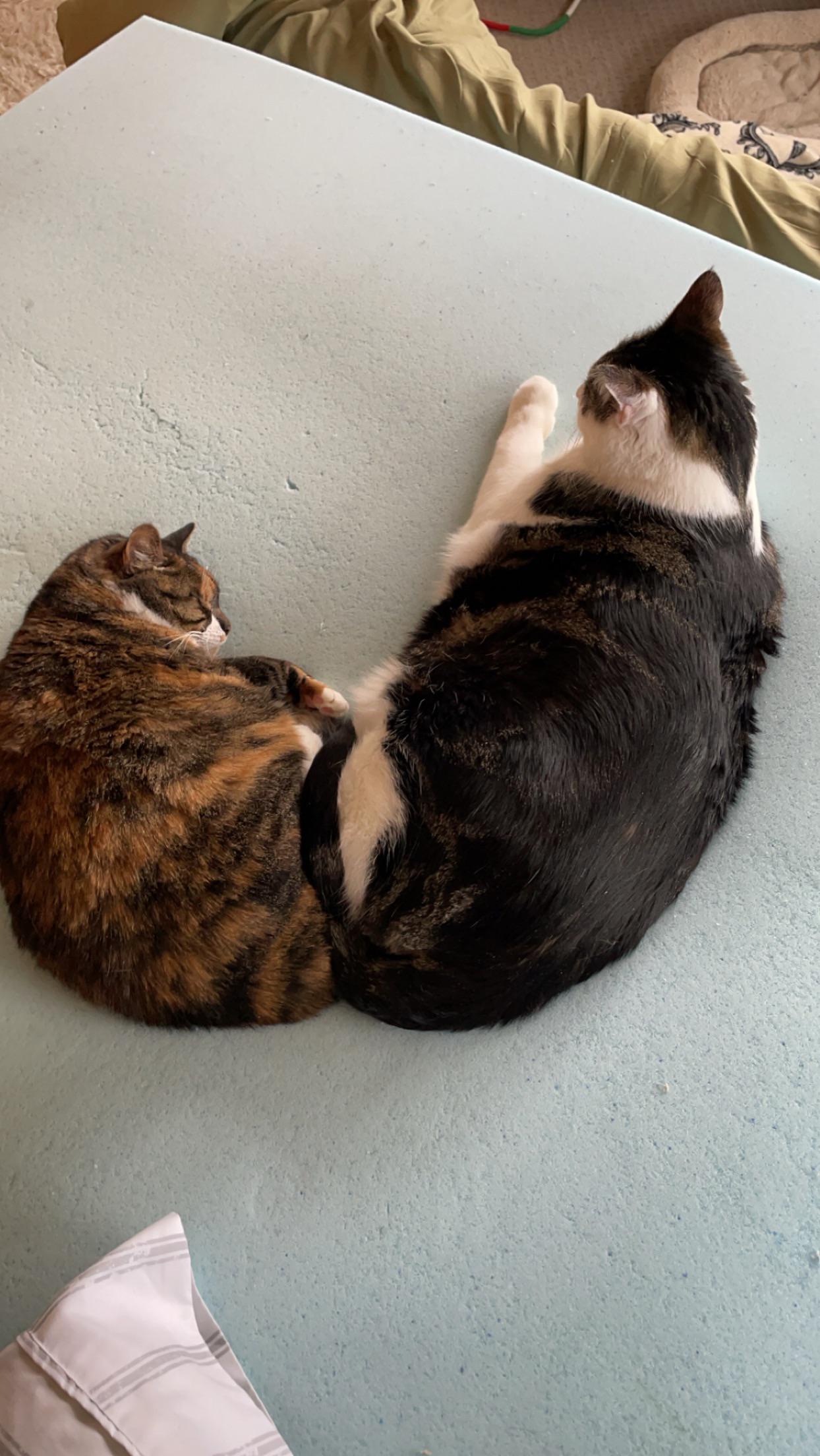 Size difference between my cats | Scrolller