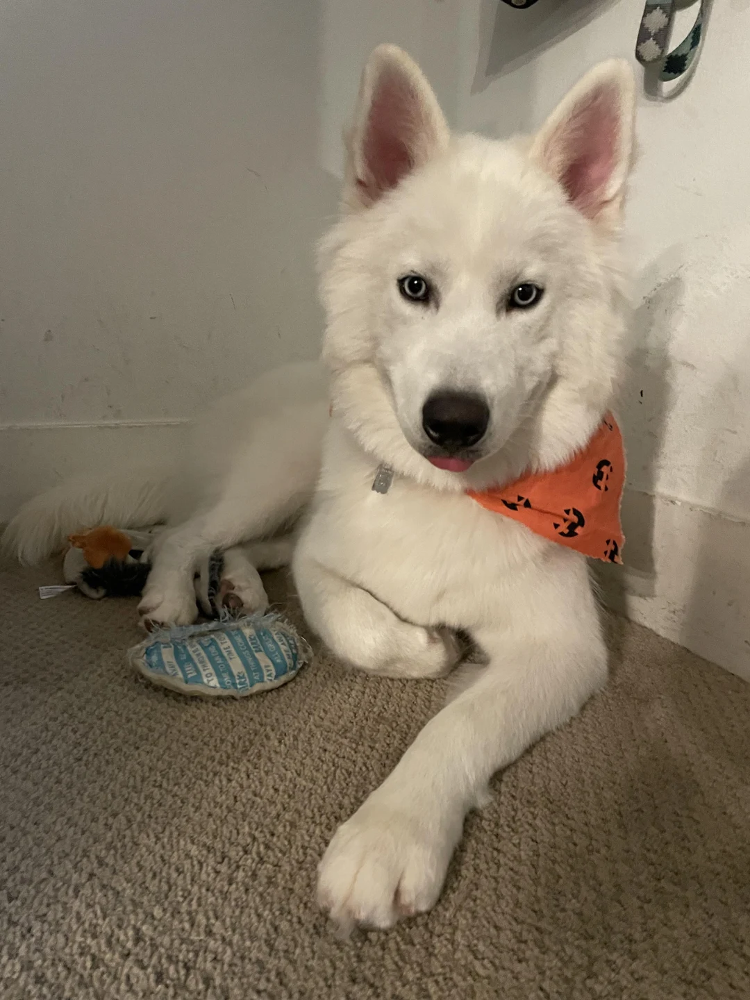 Ghost guarding the stairs. Can’t pass unless you give him pets! | Scrolller
