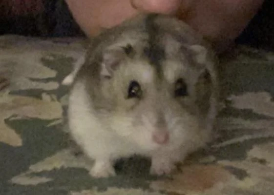 Rest in Peace, Leo. | Scrolller