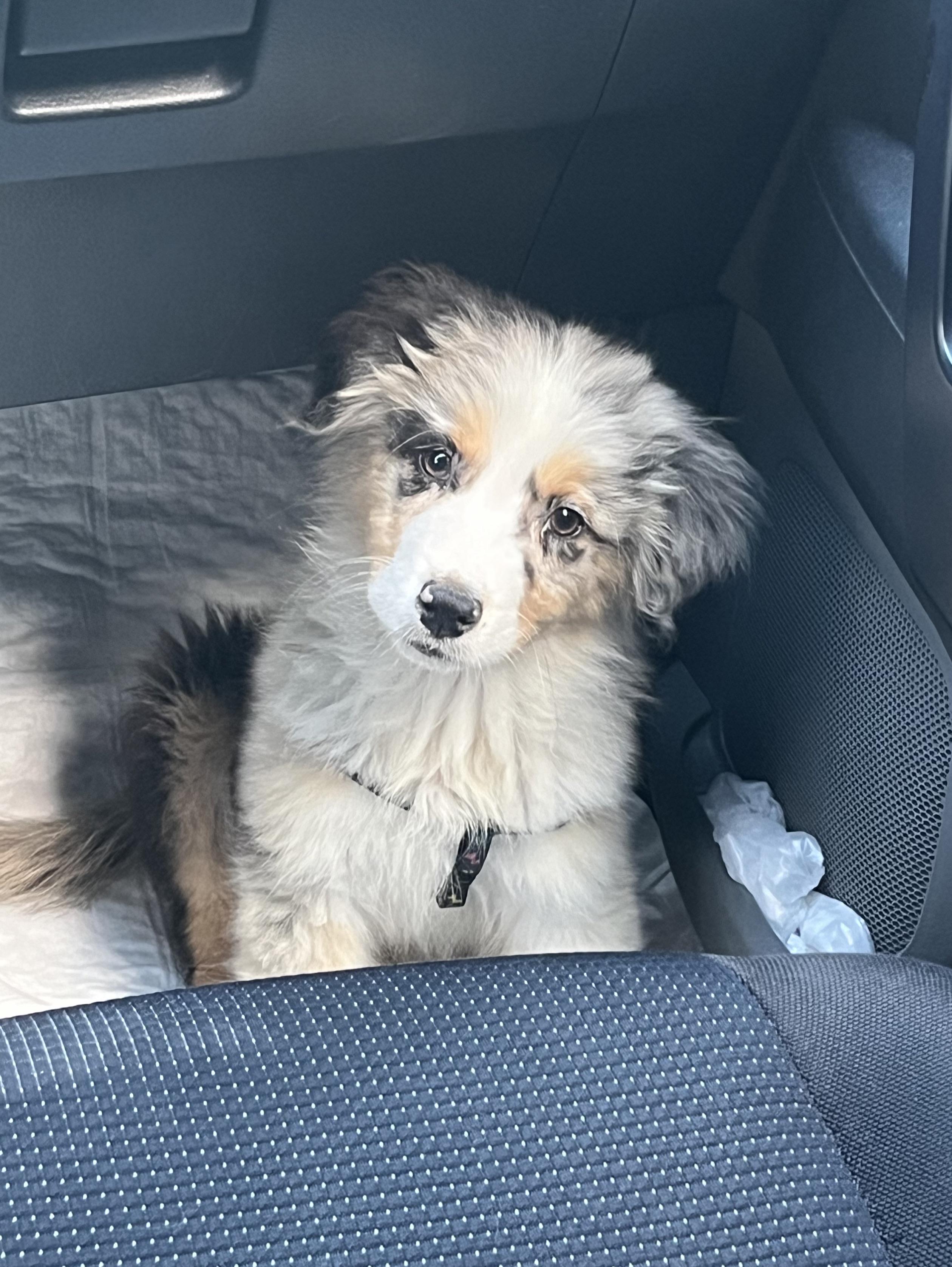 puppy update | Scrolller