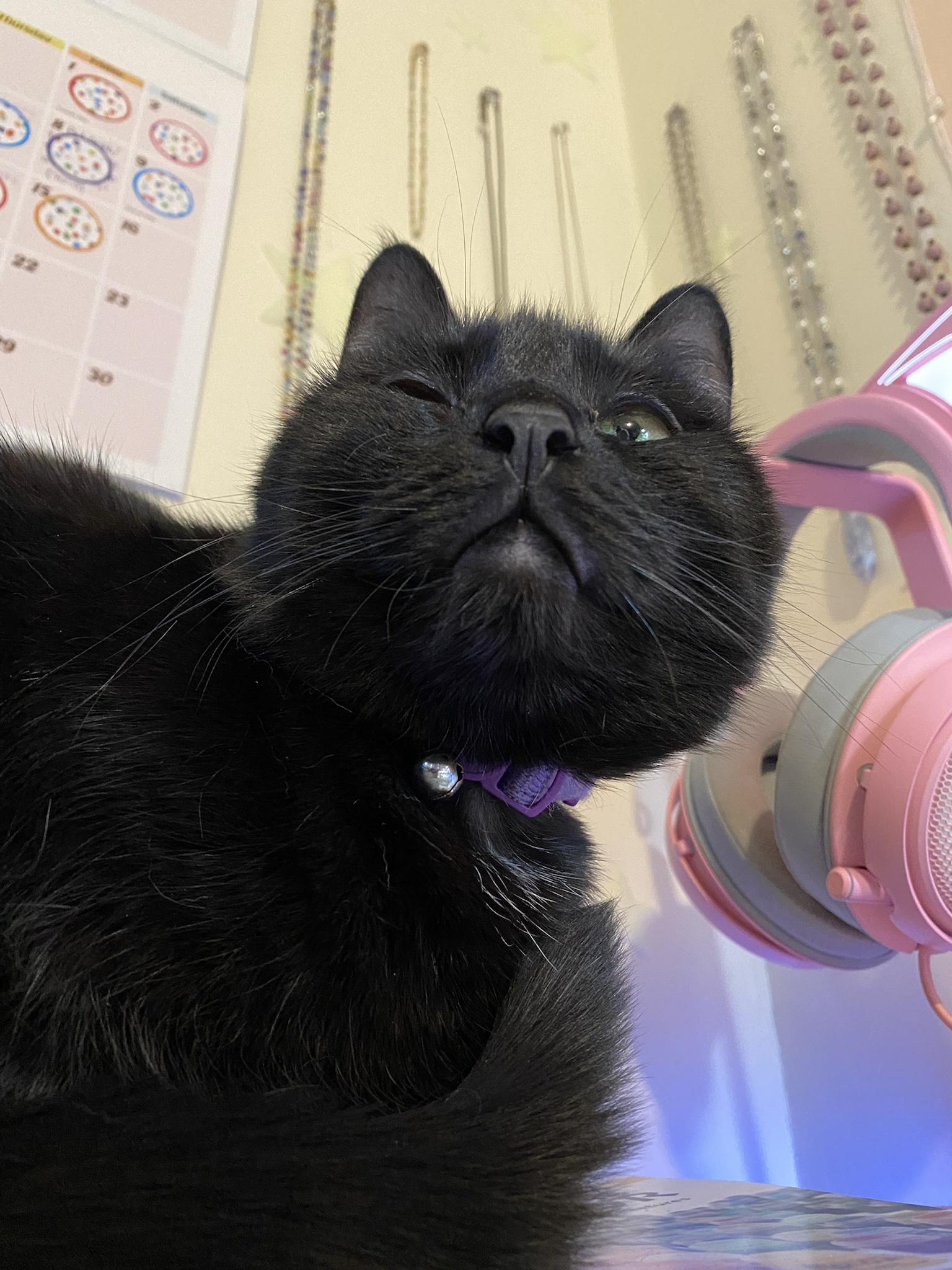 Squishy face | Scrolller