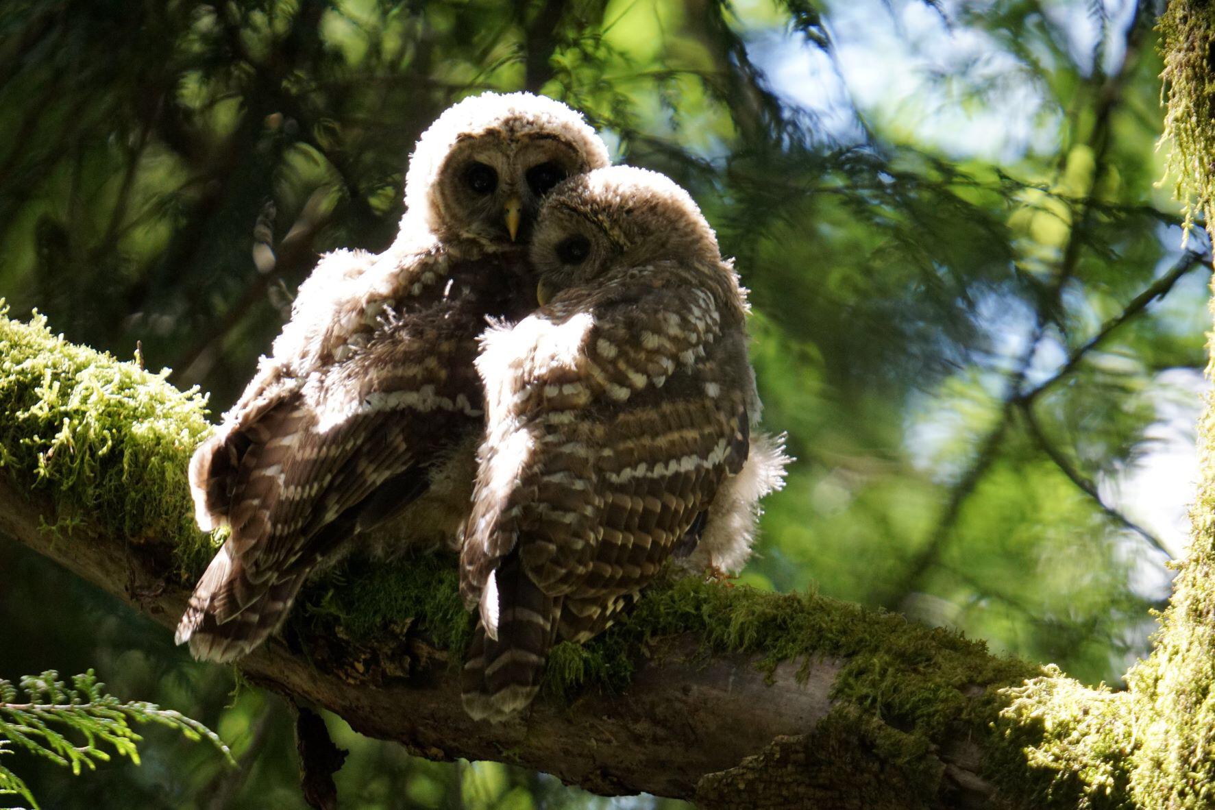 Barred owl young [OC] | Scrolller