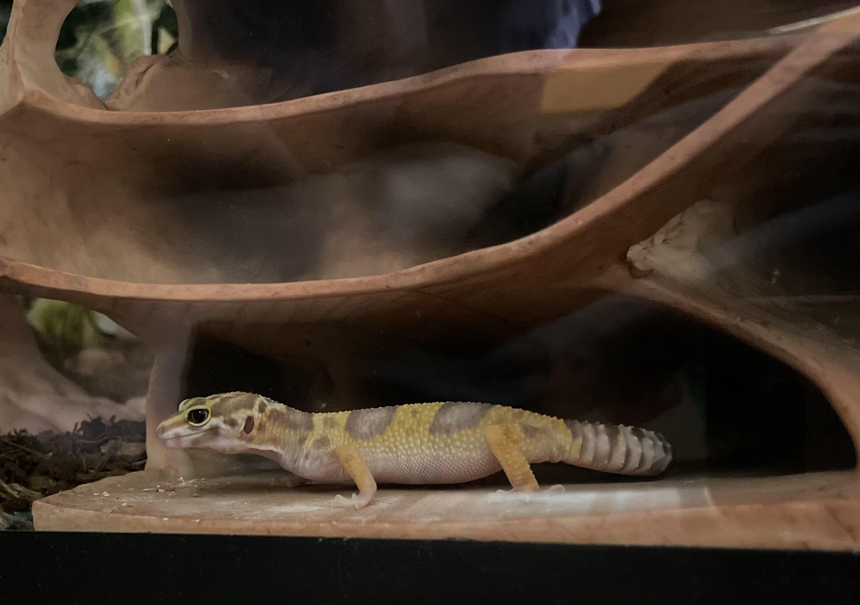 Mango pics | Scrolller