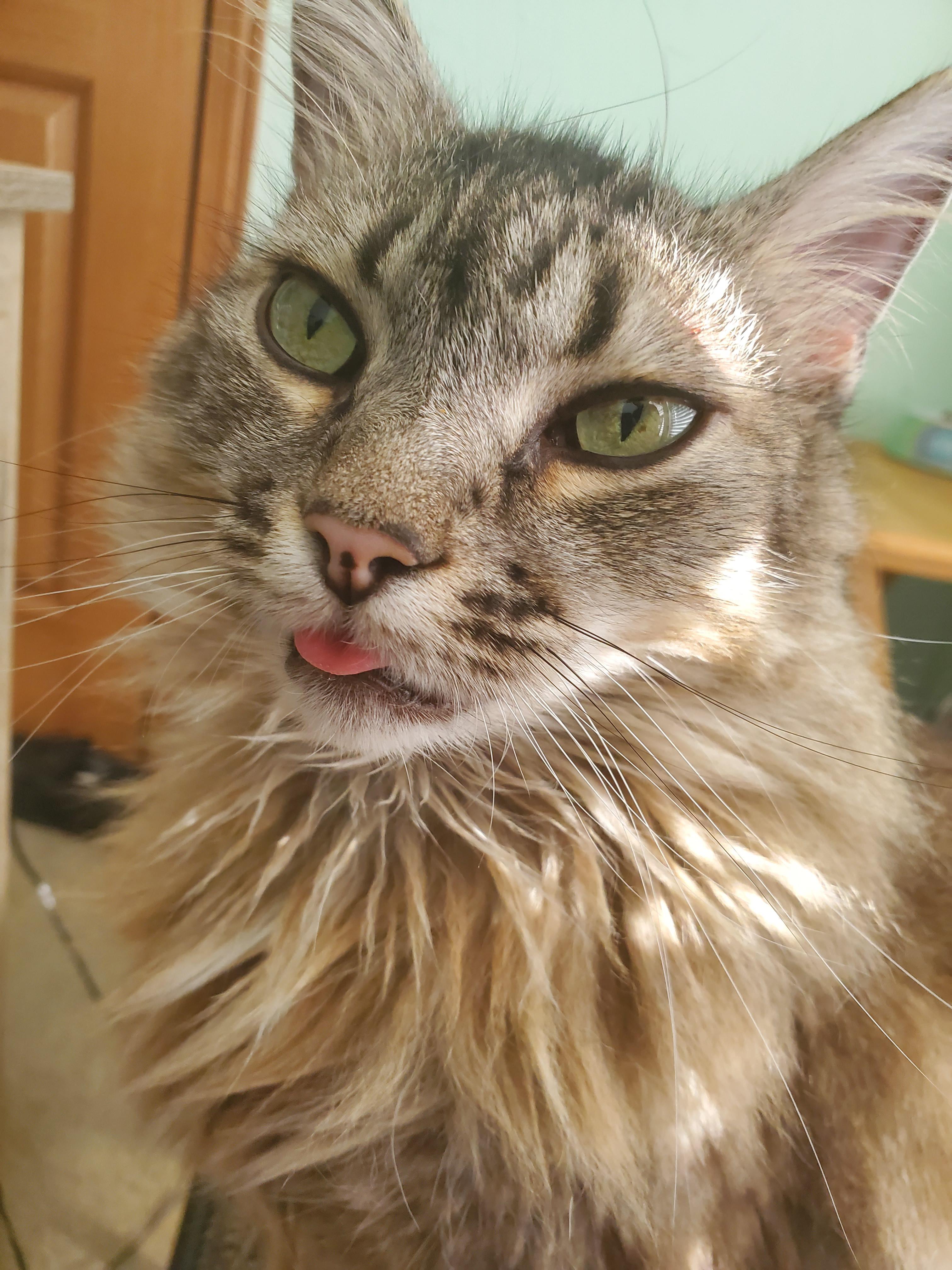 My pretty kitty! First blep on camera! | Scrolller