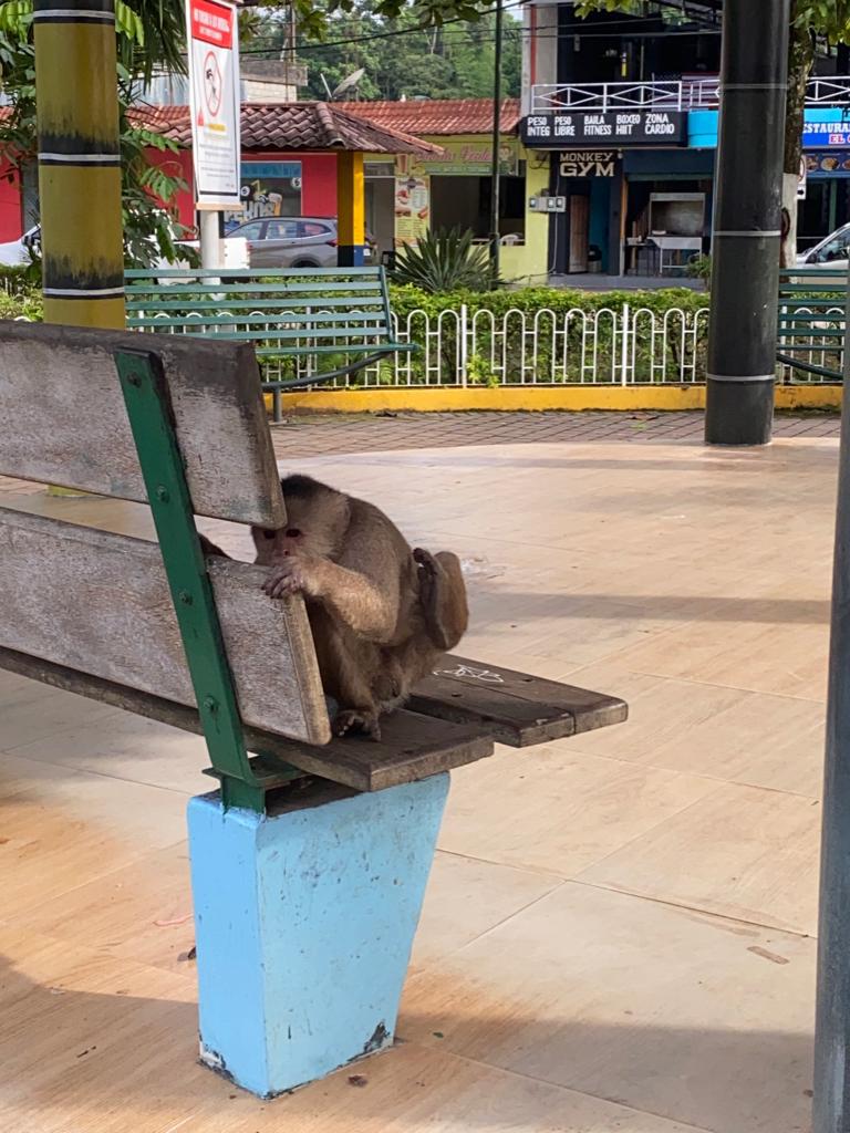 Camera shy monkey I saw in Ecuador | Scrolller