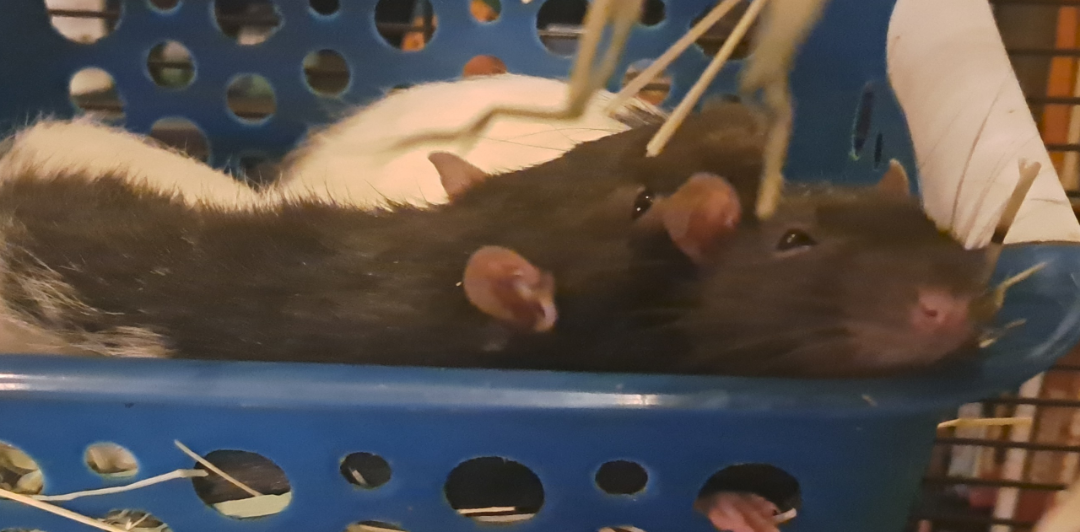Discover more like RATS: Help understanding behavior? and Related Content | Scrolller