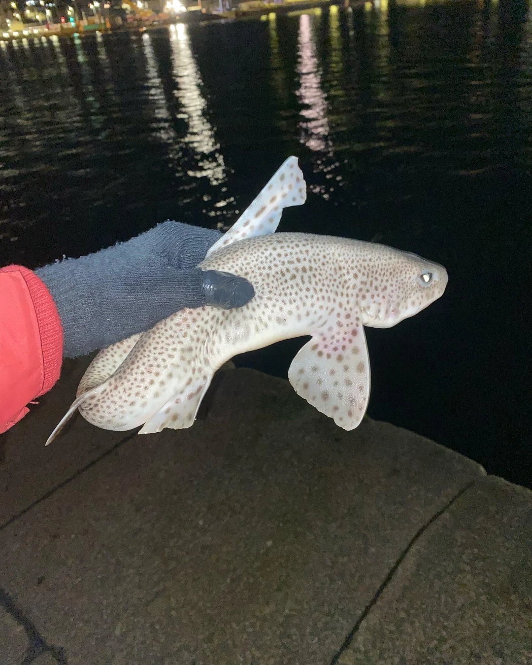 First Dogfish of the Year | Scrolller