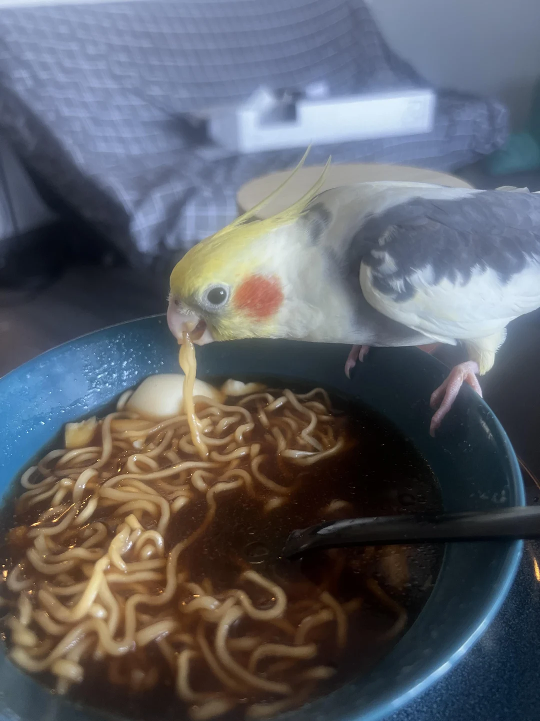 Noodle theft | Scrolller