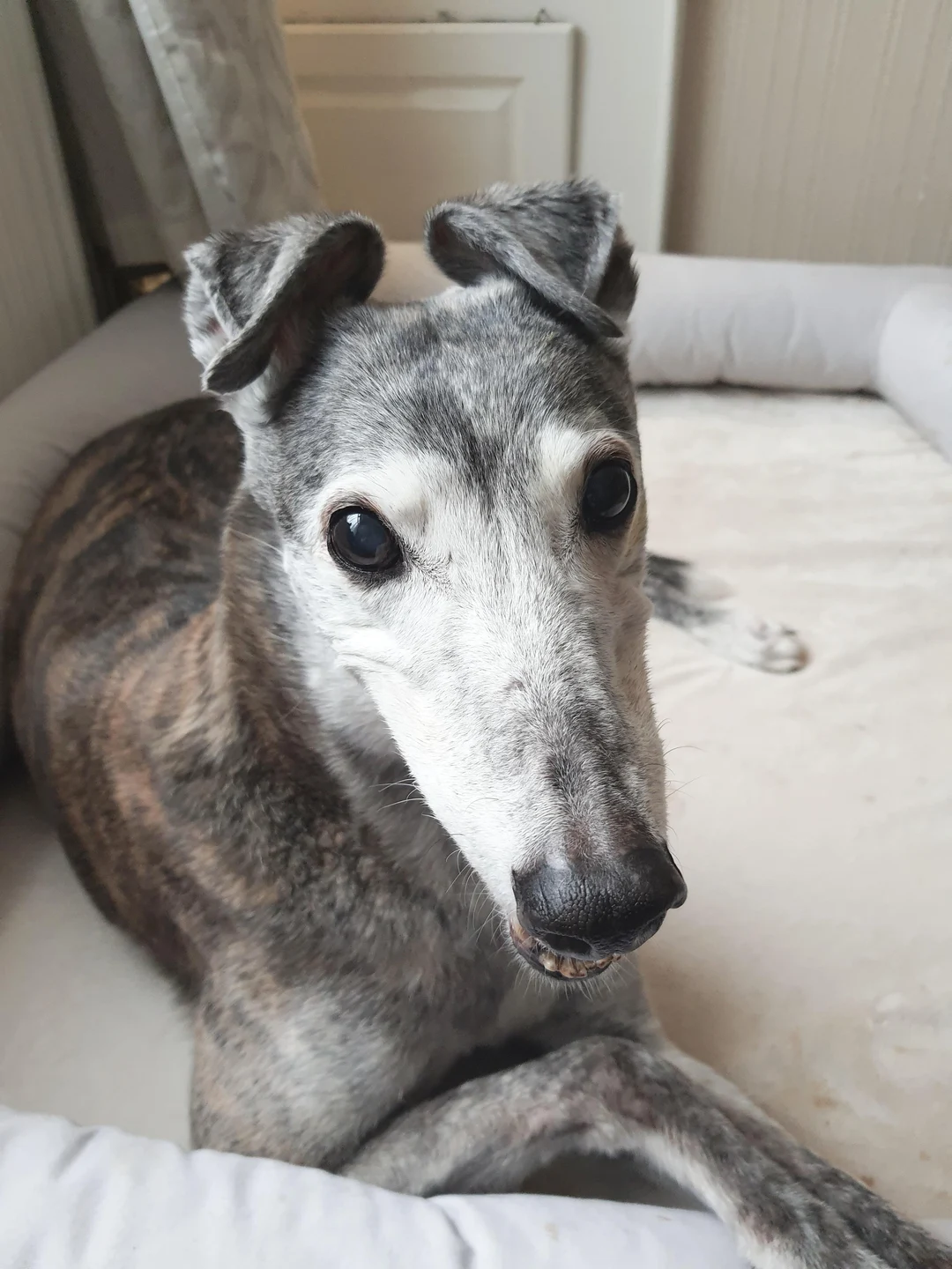 On this St Patricks day we remember our special Mia the most beautiful Irish princess there ever ...