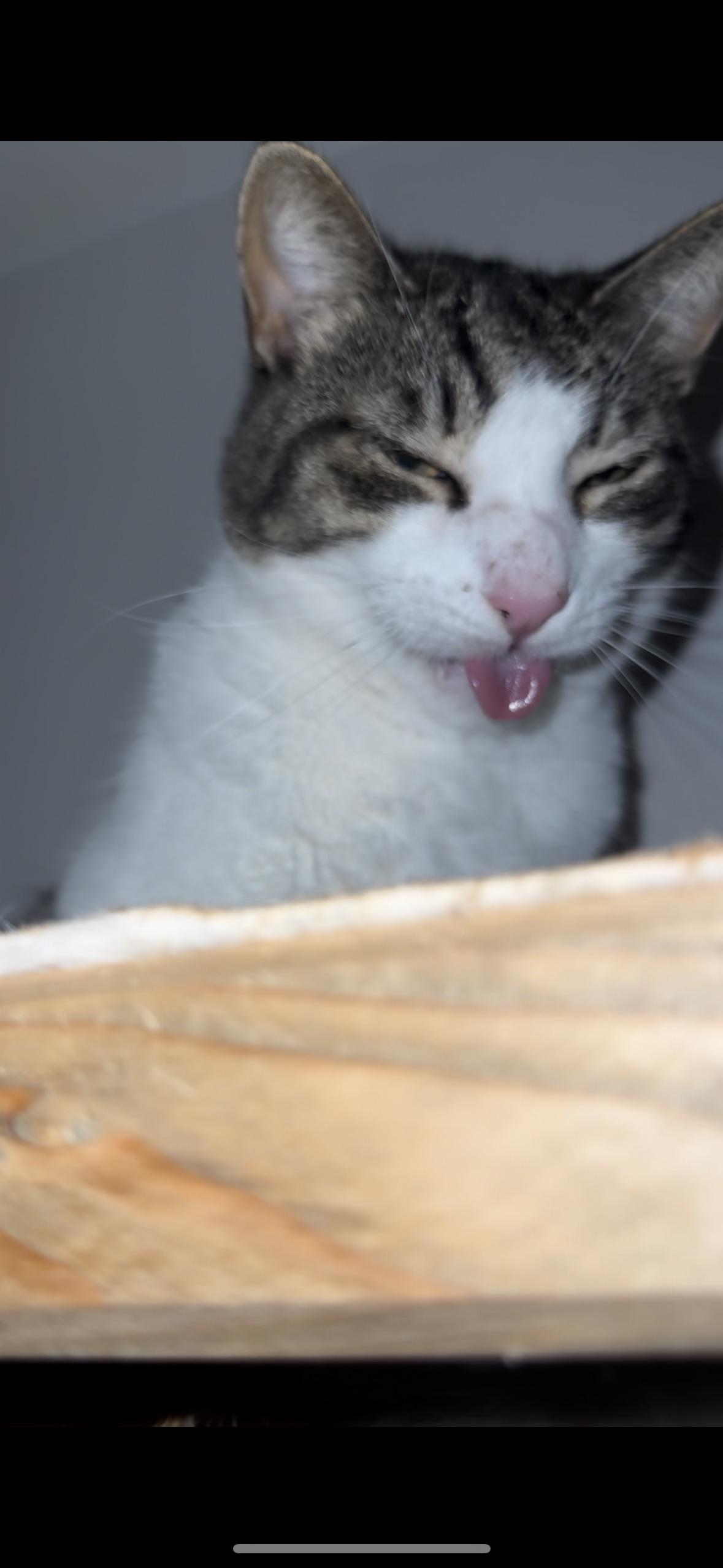 Pickle blep | Scrolller