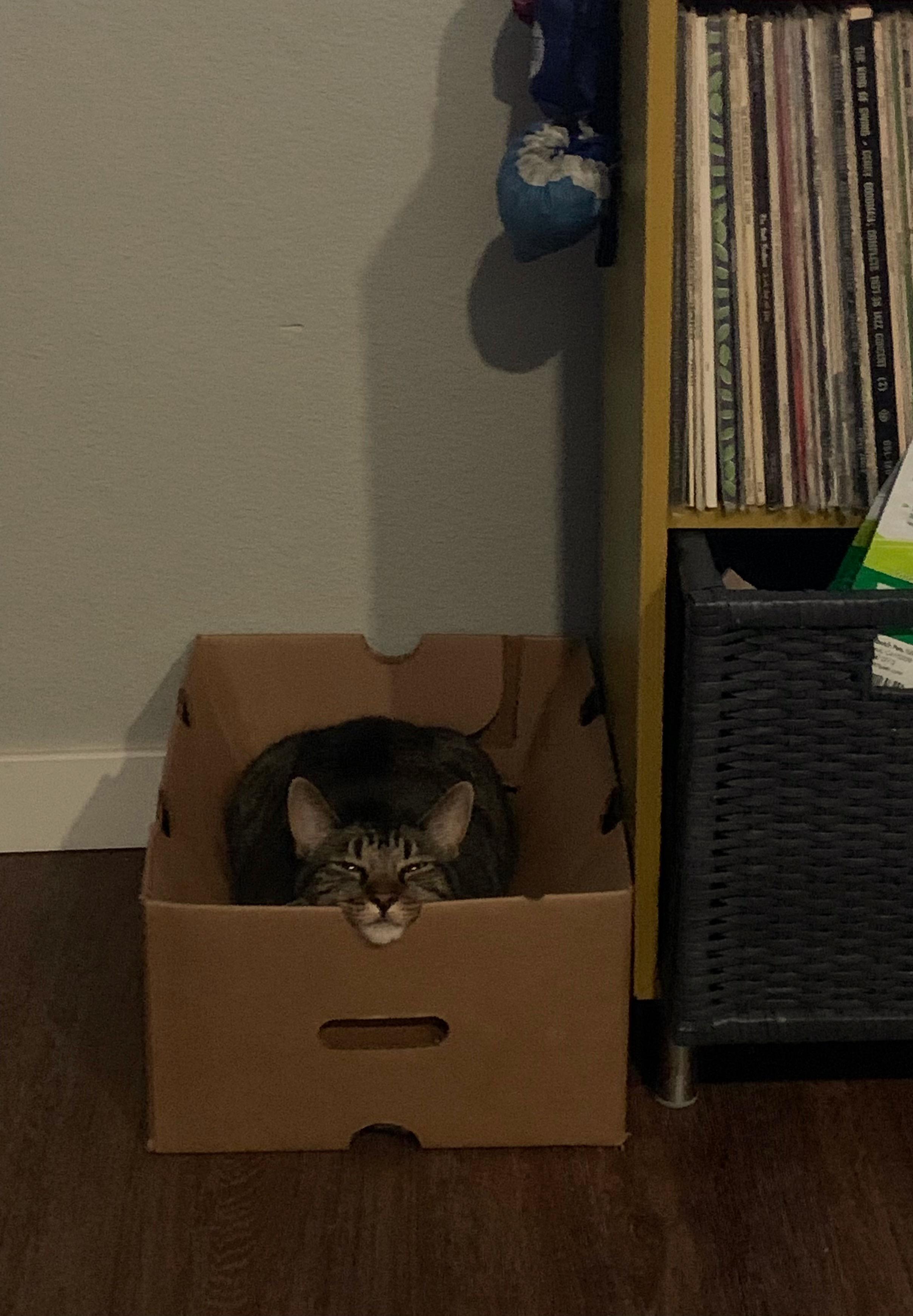 Now with built in Chin rest!! | Scrolller