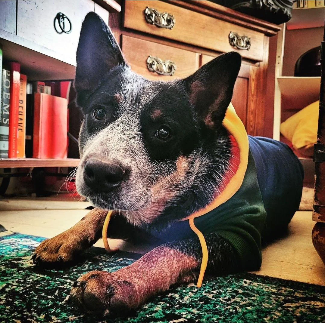 Meet Kasper! | Scrolller