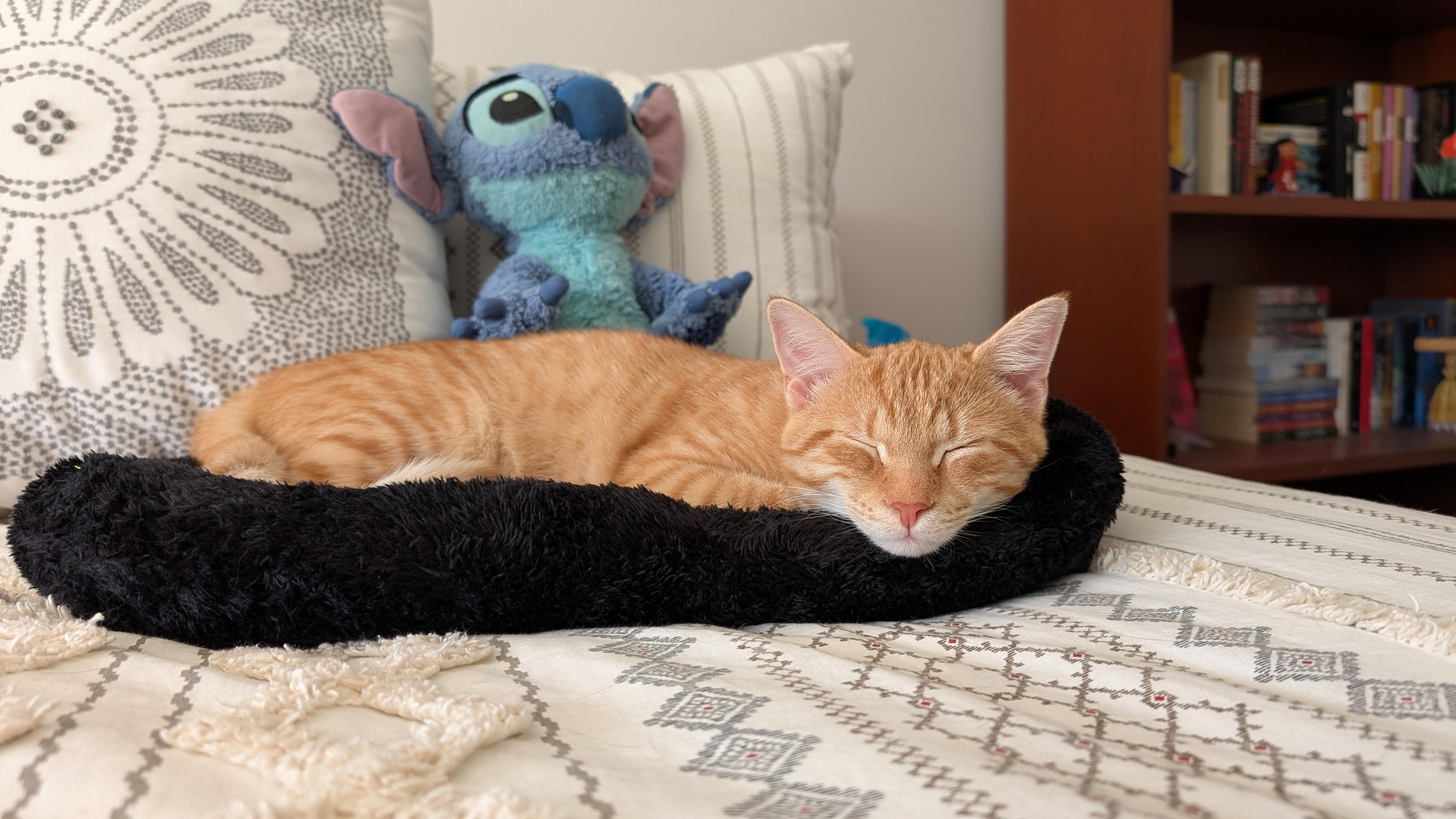 I bought a black bed for his void sister and Samwise immediately stole it and seems quite happy ...