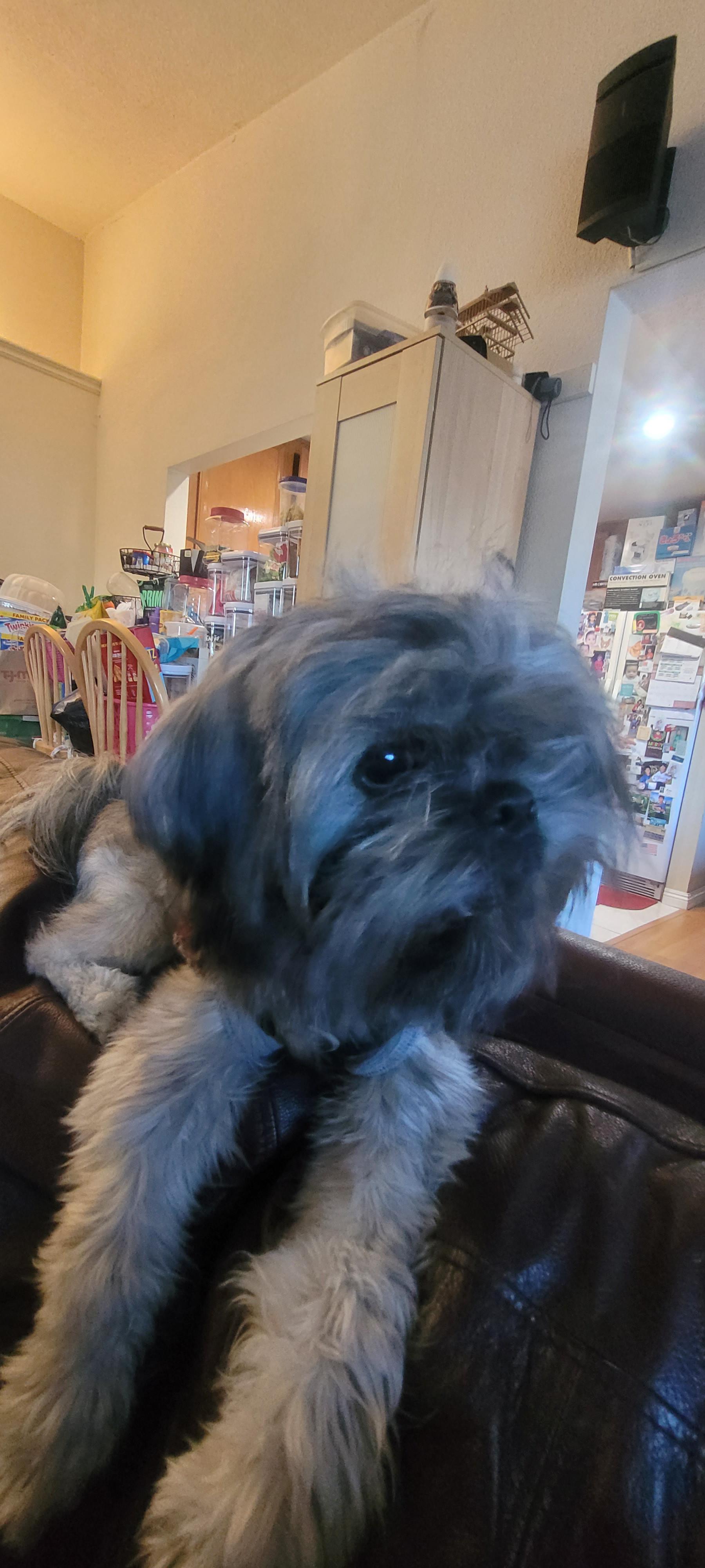 Meet Rocket, Chimmy's littermate aka his cousin since he lives with my sister | Scrolller