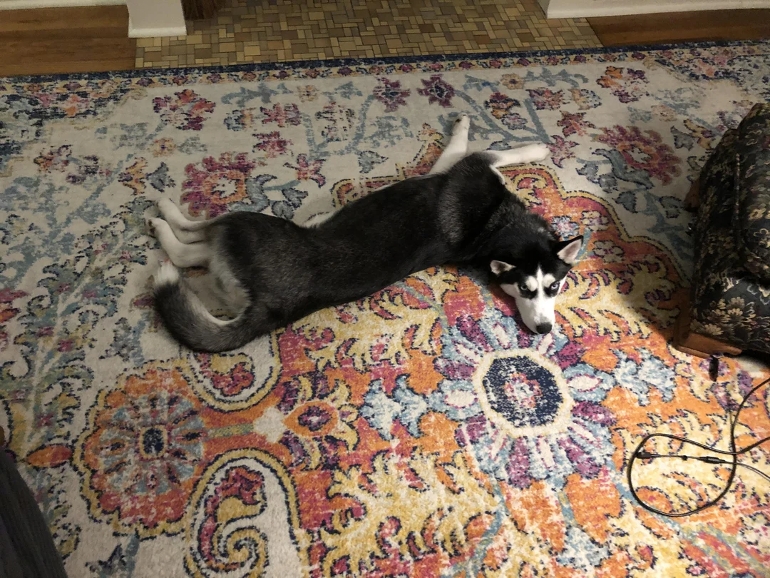 Husky noodle (Piper, 10 months) | Scrolller