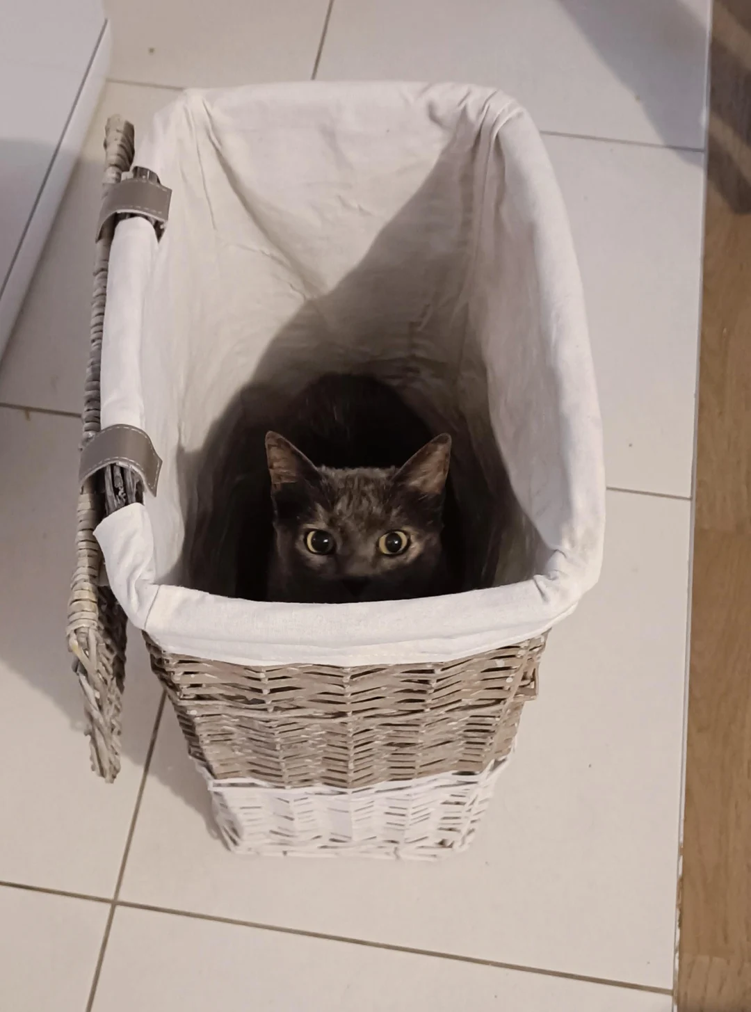 Caught in the laundry basket | Scrolller