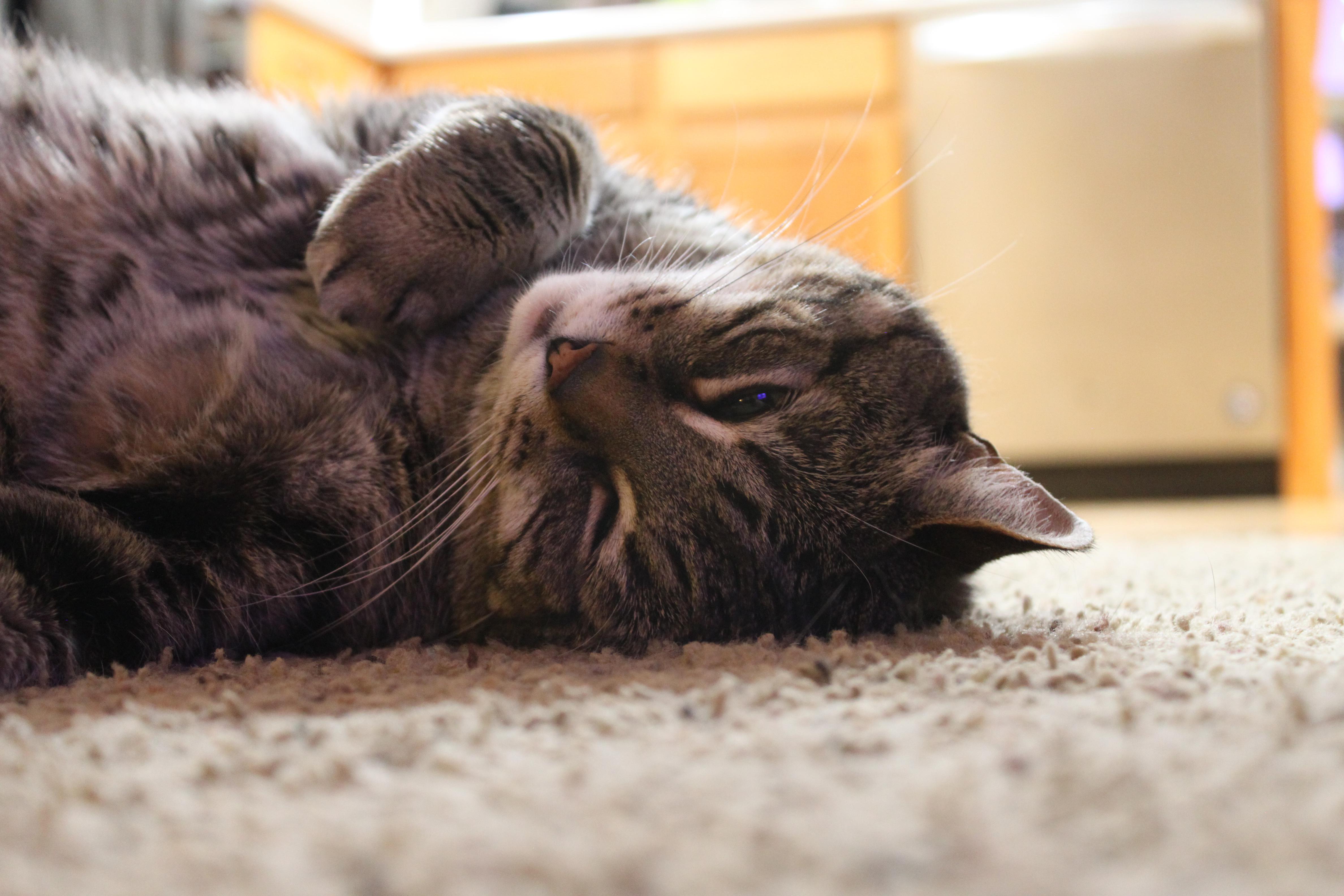 leo about to big nap | Scrolller