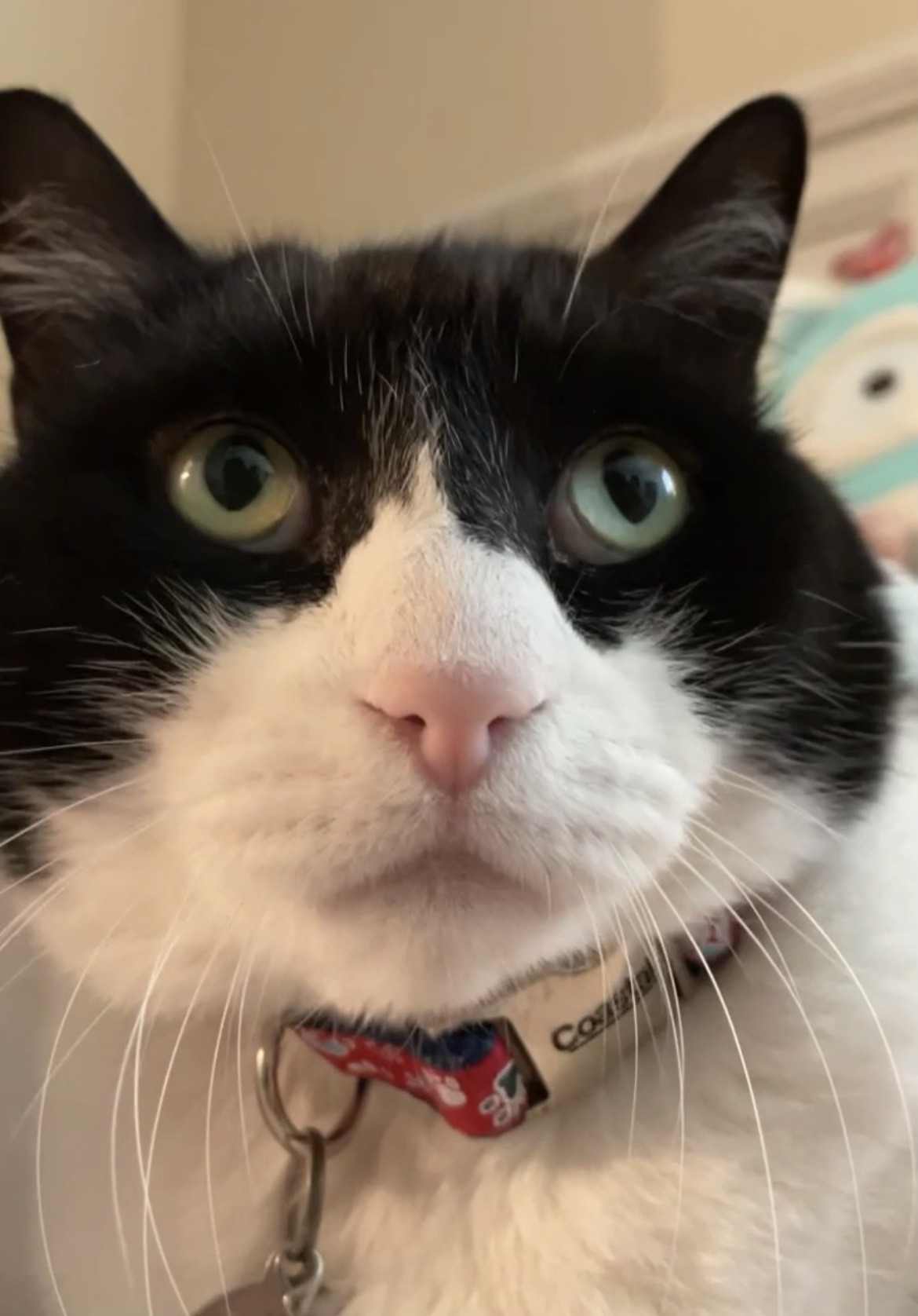 Our distinguished gentleman Tomas! | Scrolller