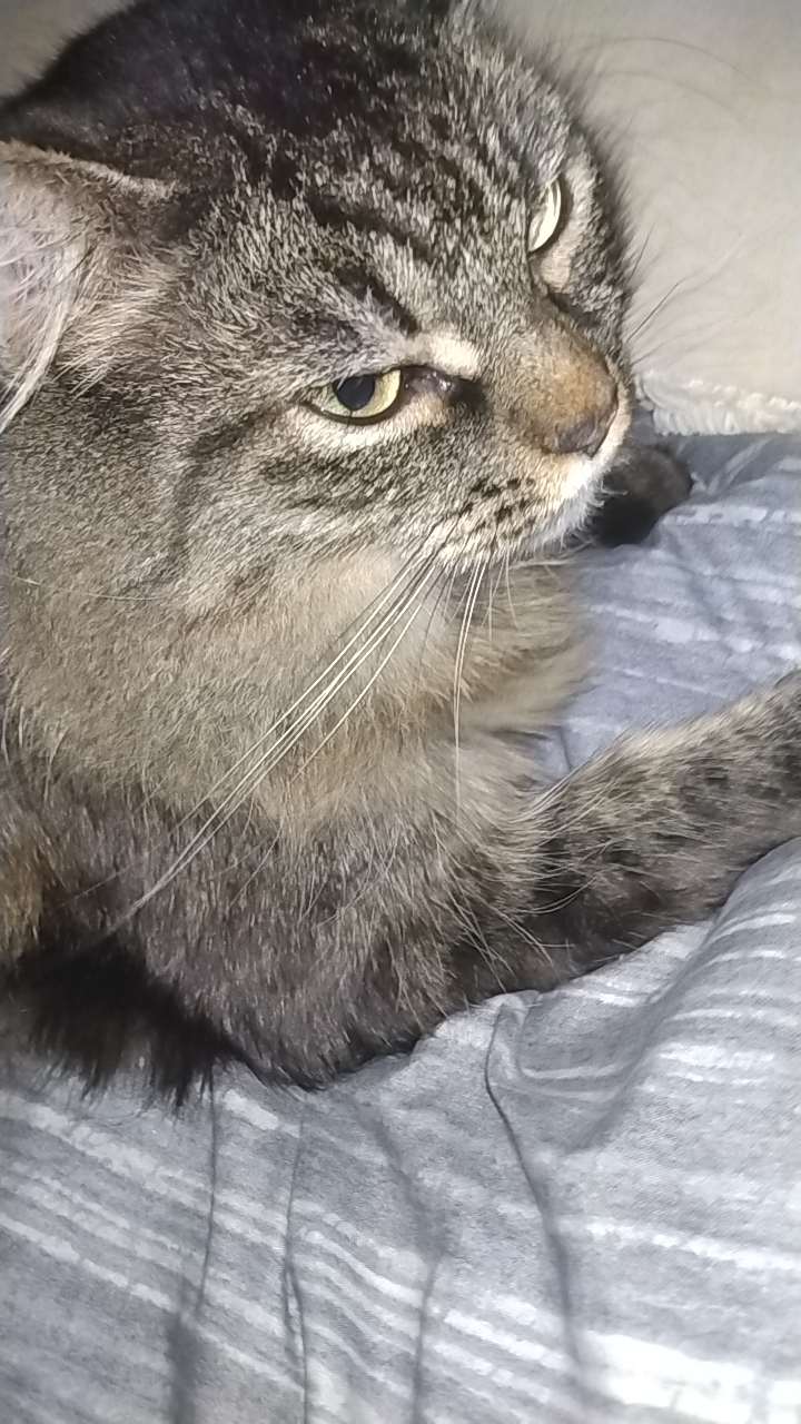 My cat, Bella chilling on the bed | Scrolller