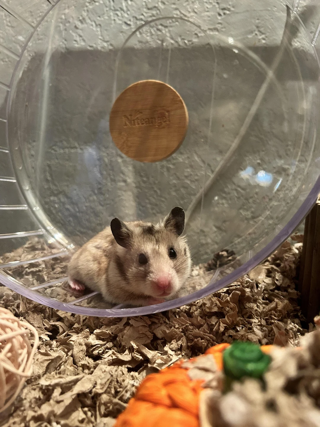 Normal behavior? | Scrolller