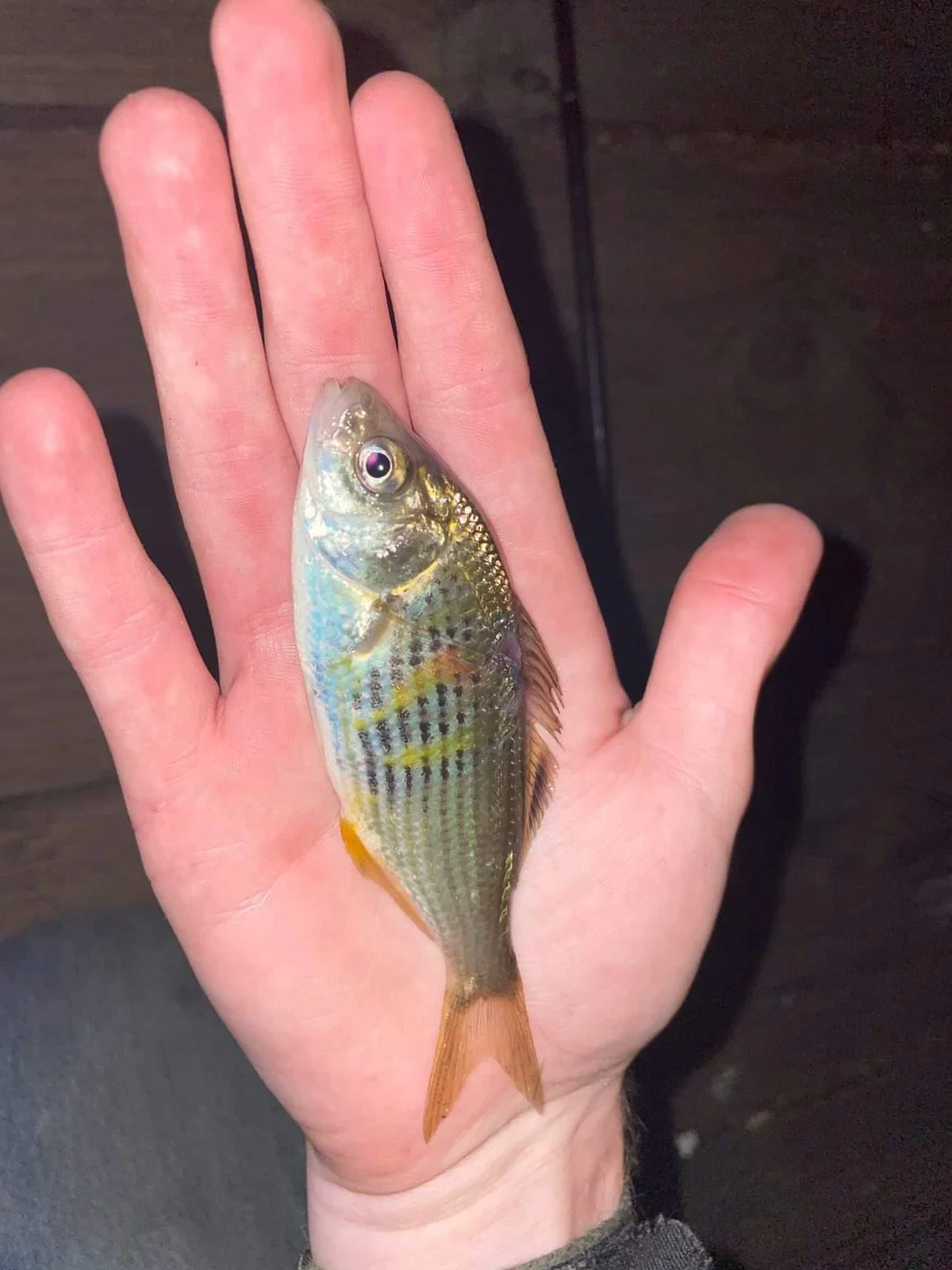 First catch on my new fishing rod. Didnt have a scale but looks like 12 pounds. | Scrolller