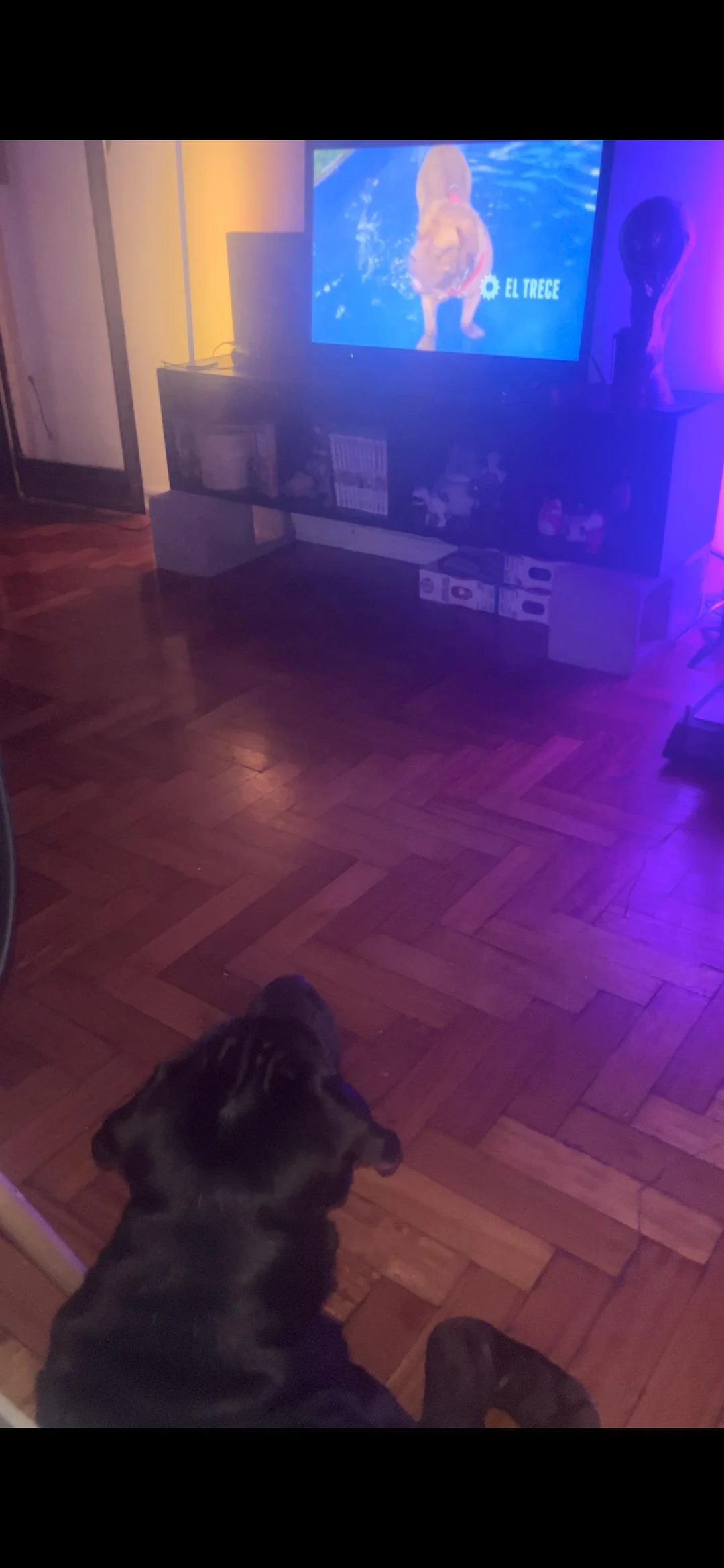 My dog tigo watching TV | Scrolller