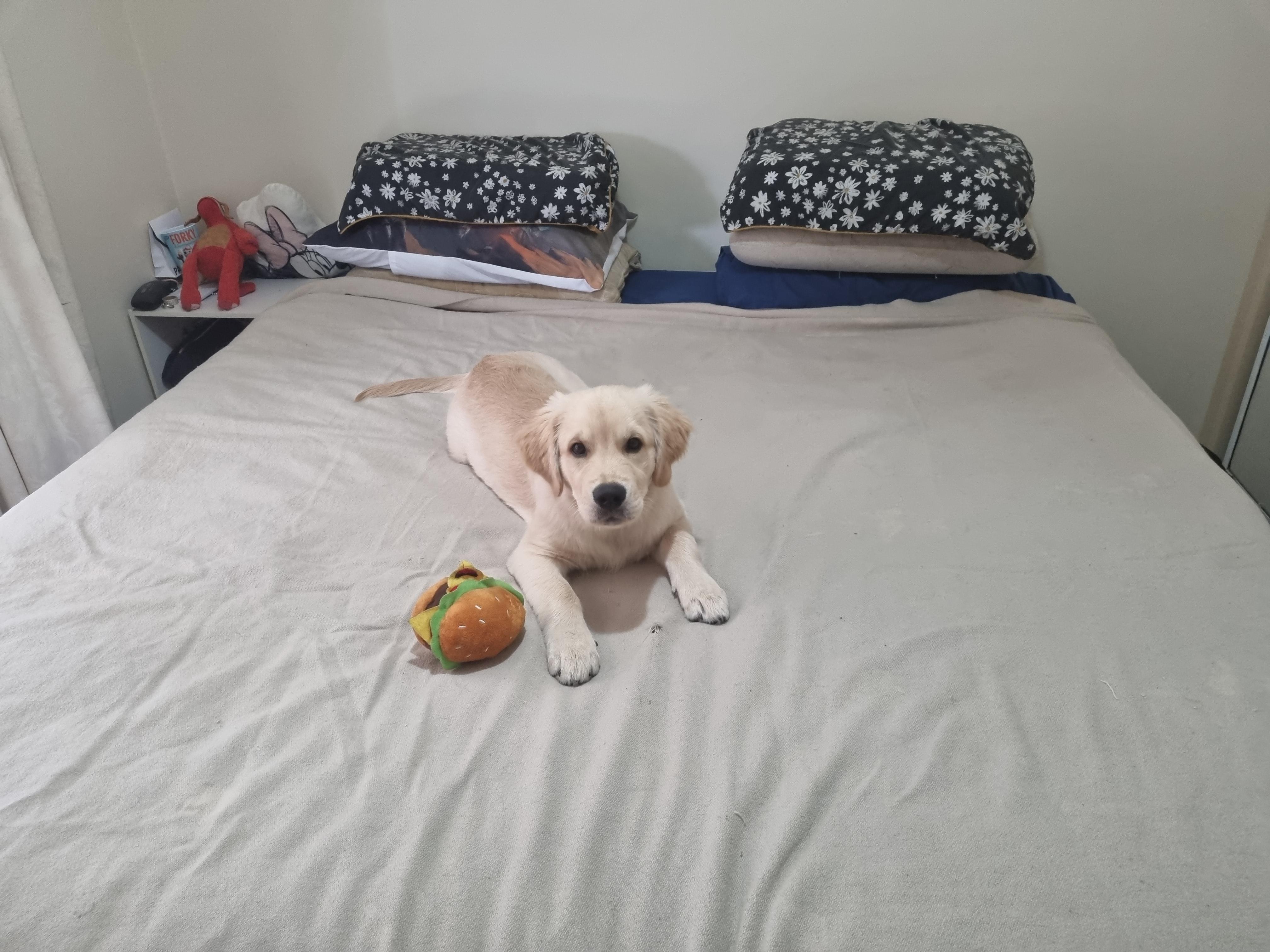 My boy Apollo is ready for sleep | Scrolller