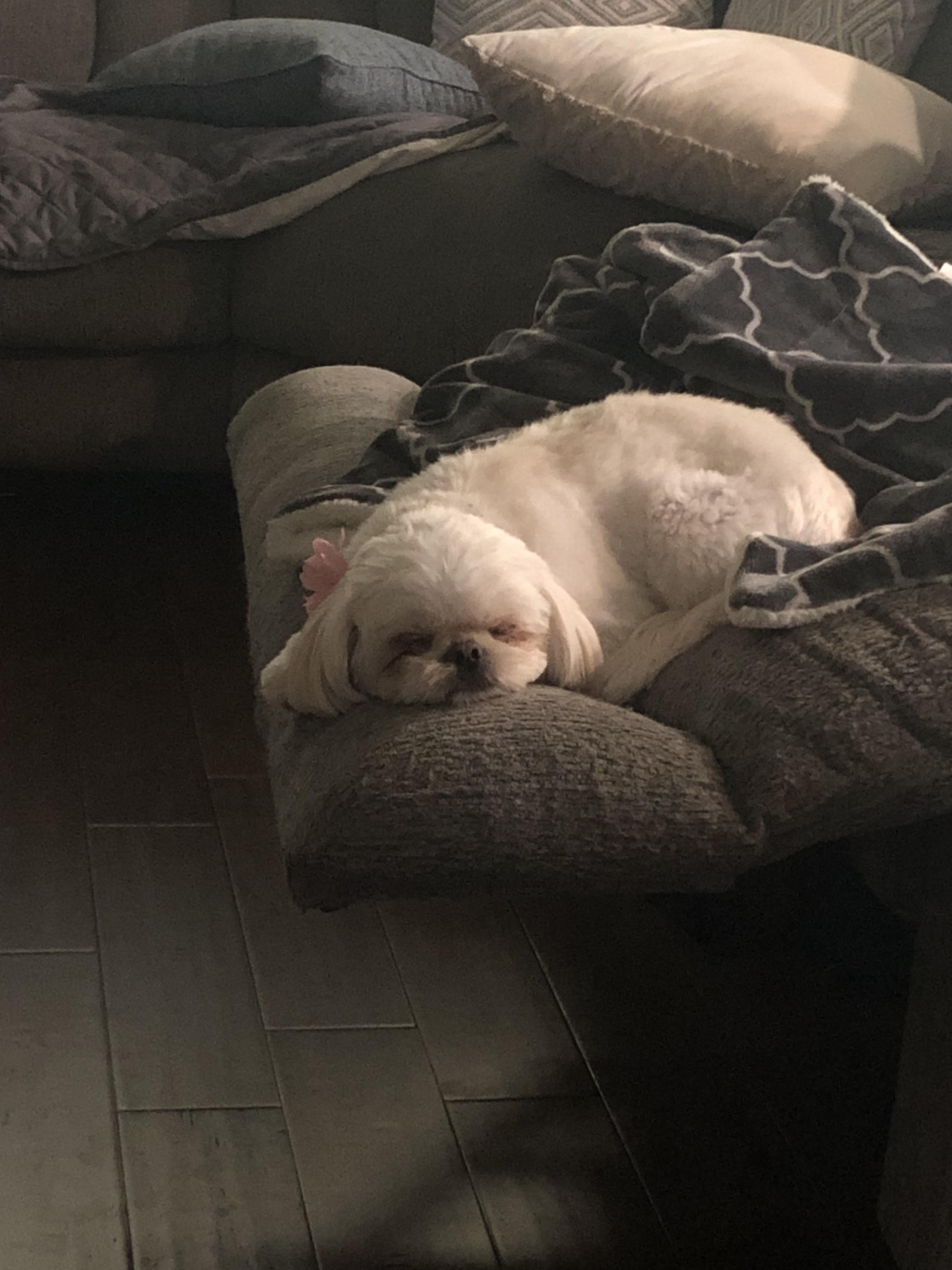 Roxy after a long day | Scrolller