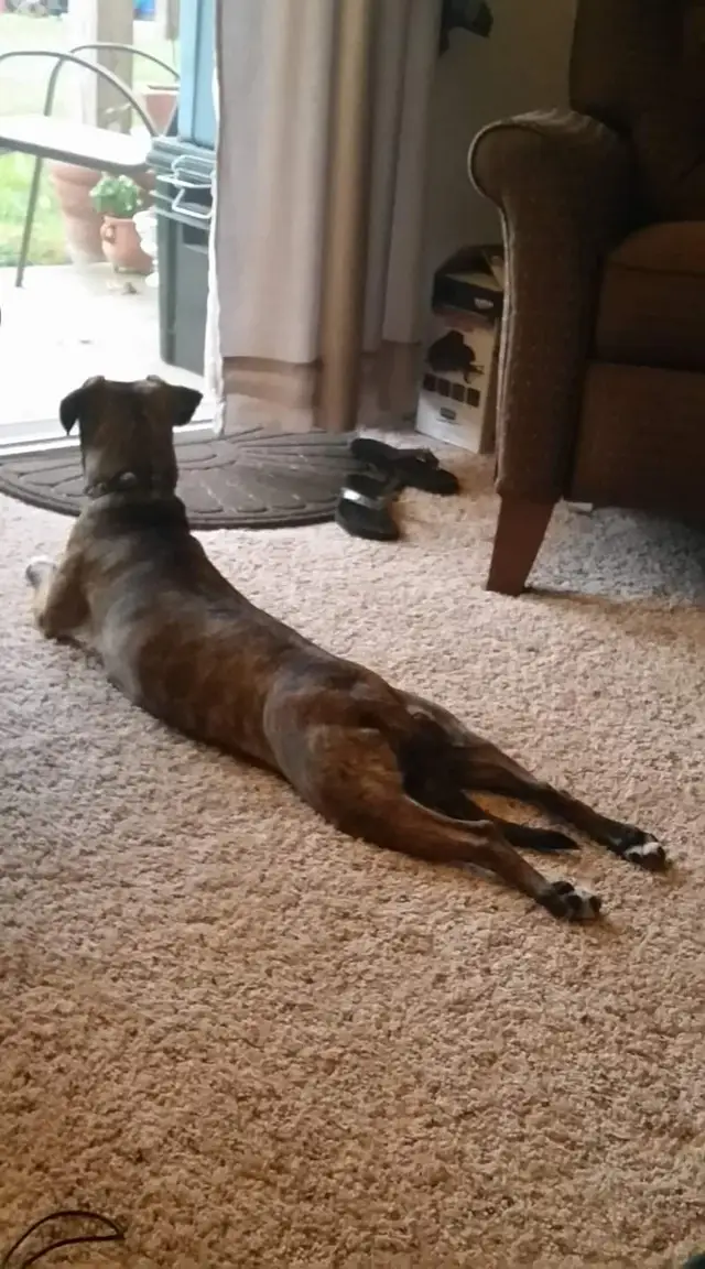 Show us your best sploot! | Scrolller