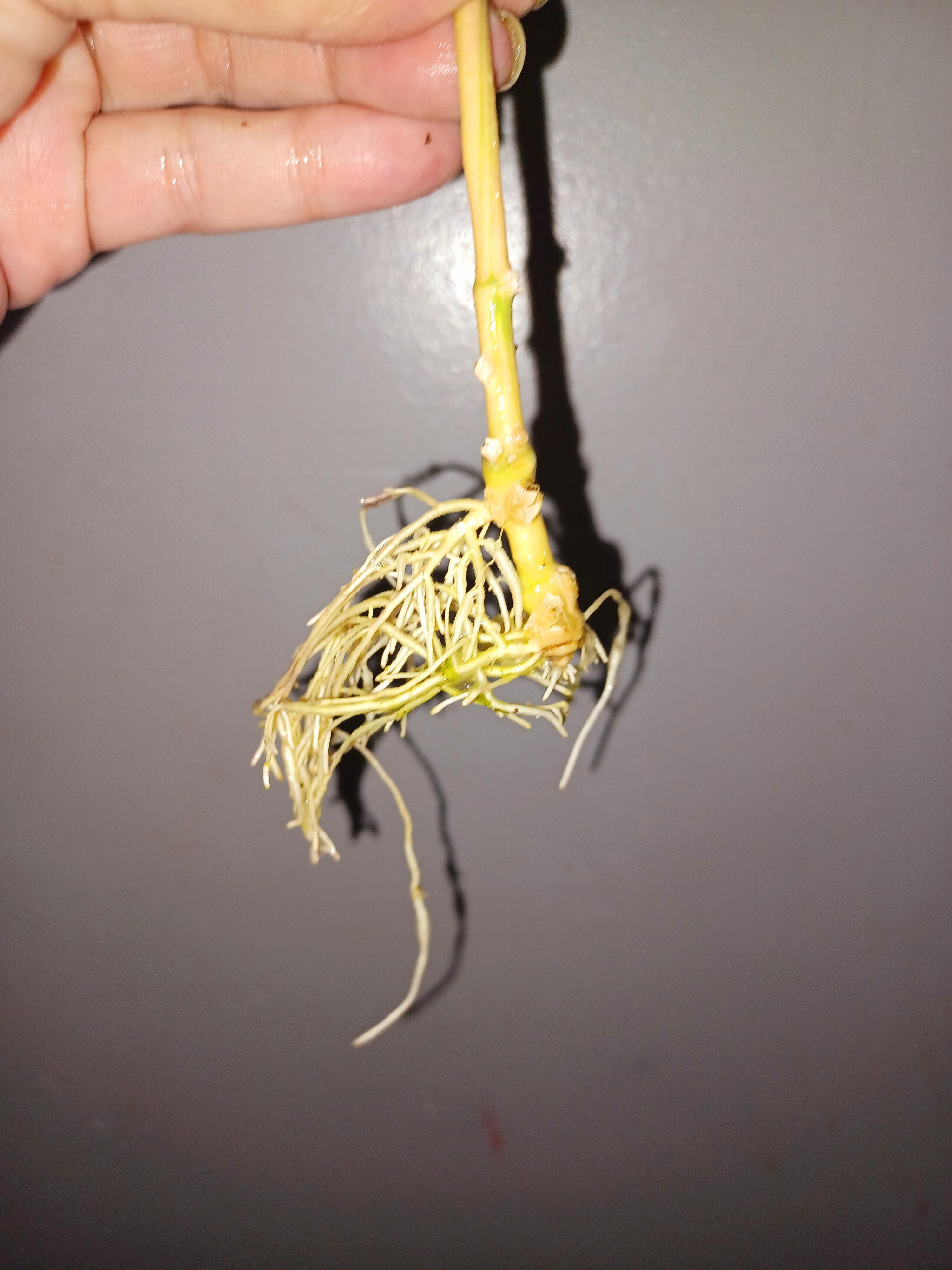 Hoya Australis Lisa Variegated | Scrolller