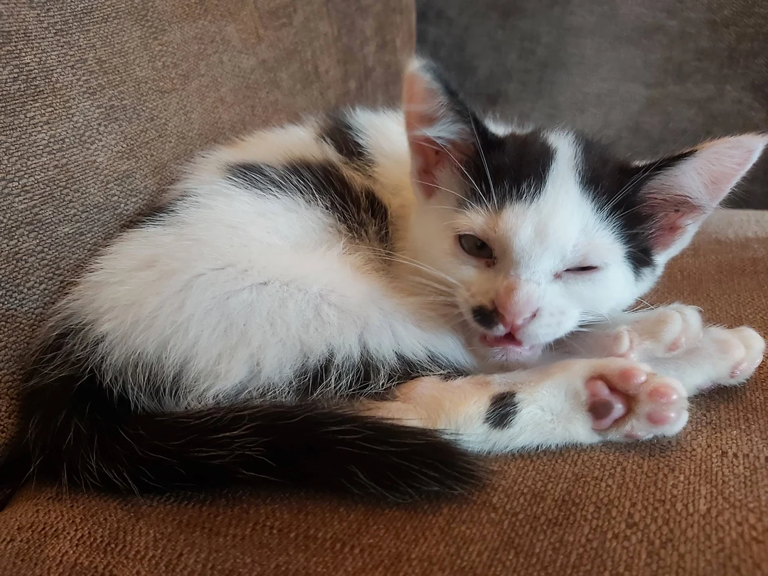 Caught her just as she woke up. Pulling that "F U it's too early for this crap" face. | Scrolller