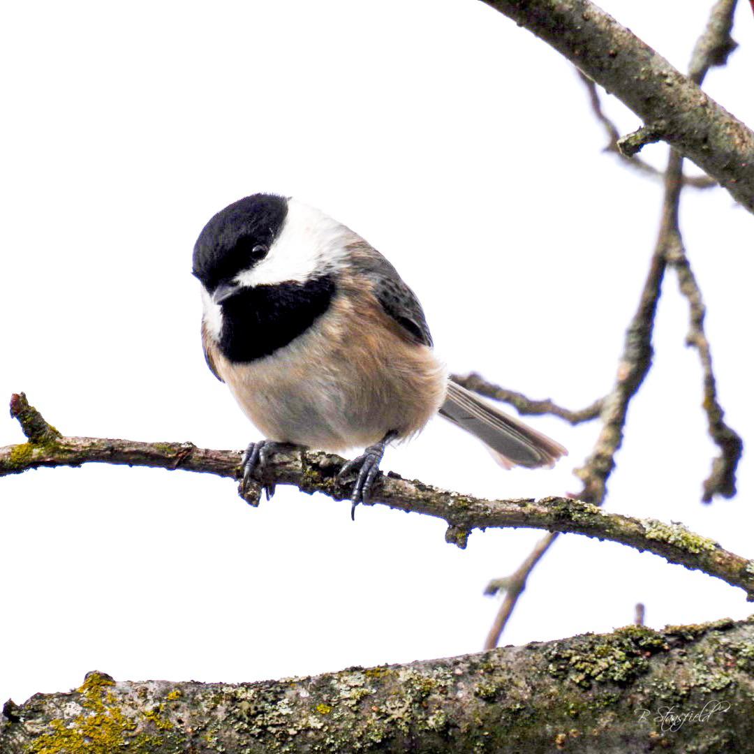 Carolina Chickadee in Dayton Ohio | Scrolller