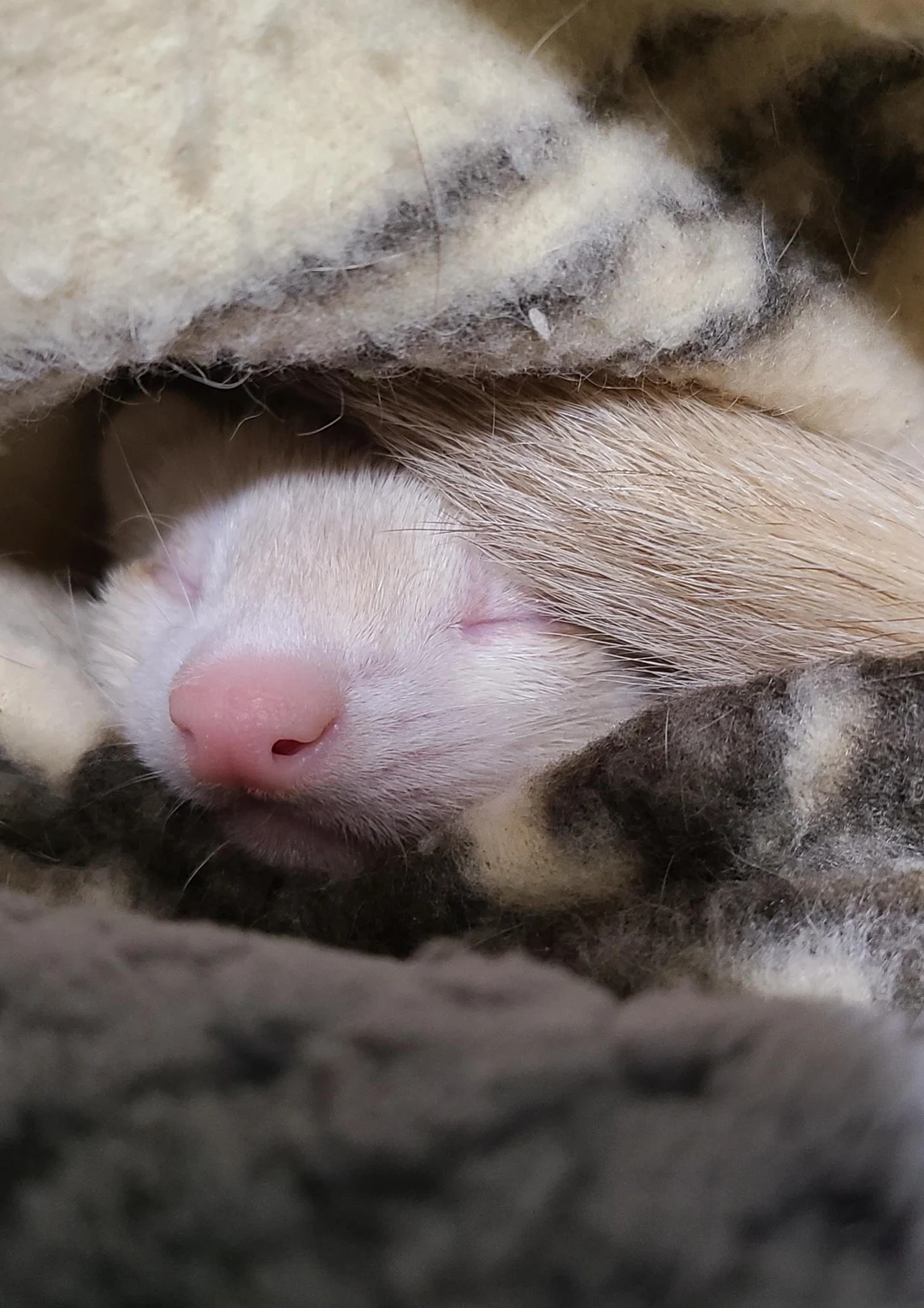 All snuggled up after a great meal! 🥰 | Scrolller