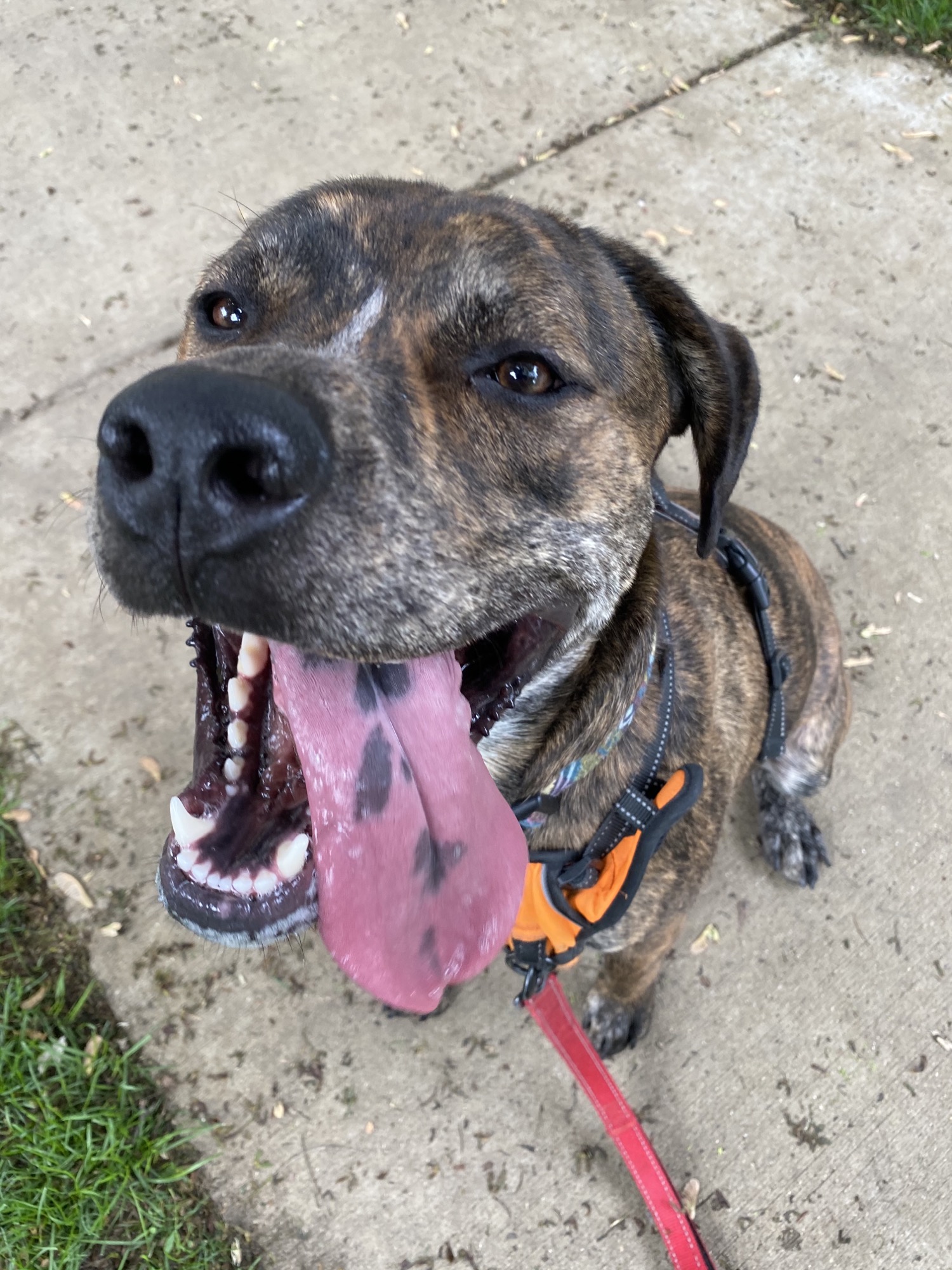 Meet Mika, My Mastiff Mutt | Scrolller