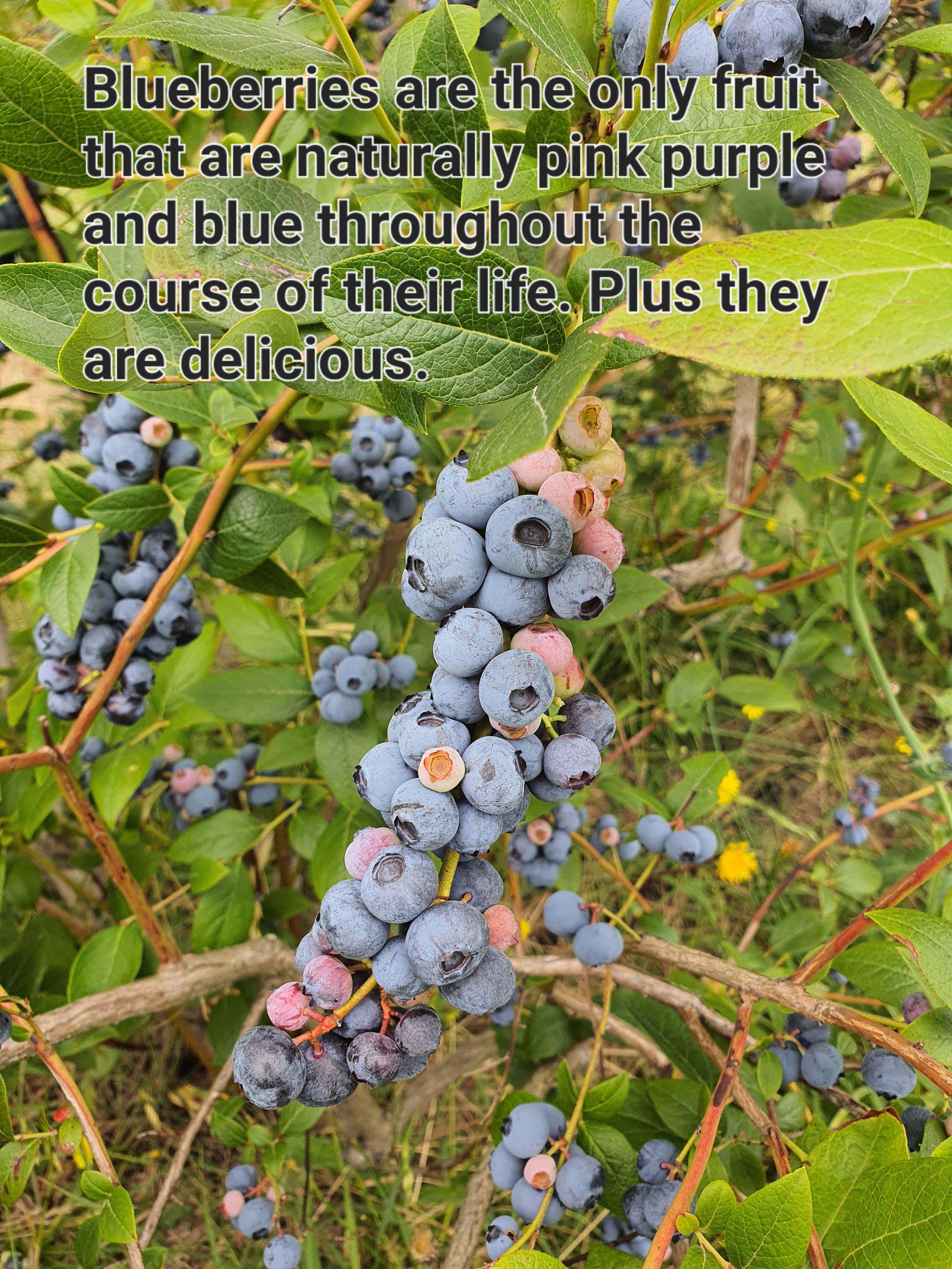 I want these to be the official Bi fruit | Scrolller