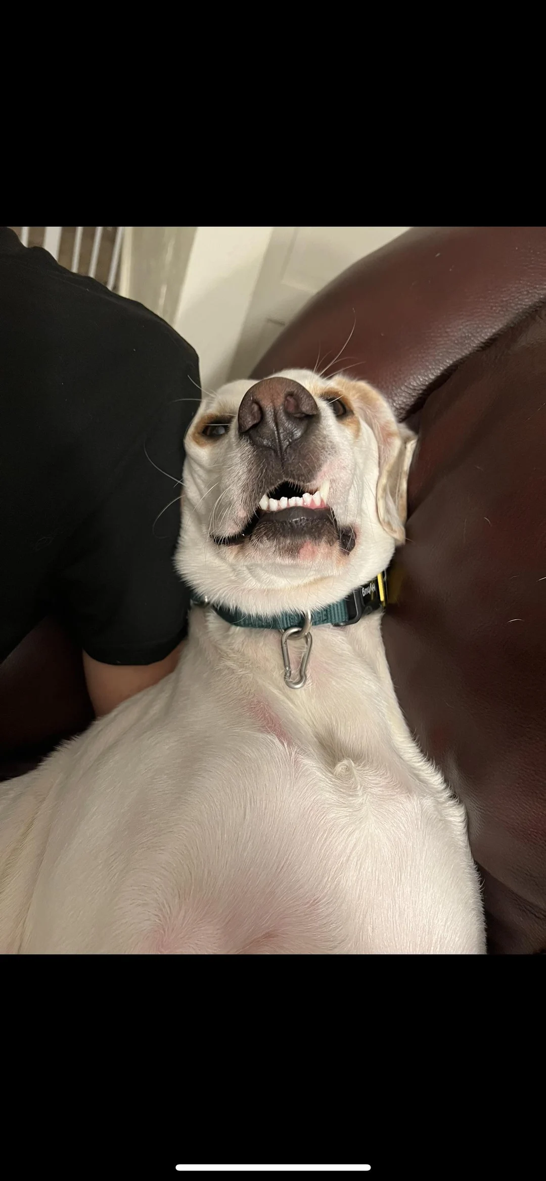 Tato being a derpy boy | Scrolller